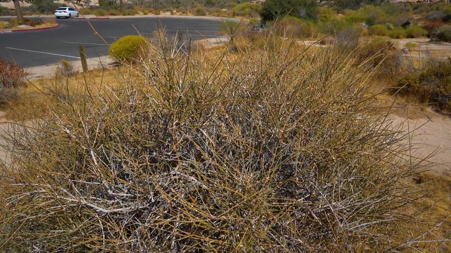 A Dry Bush Along The Side Of The Road · Free Stock Video