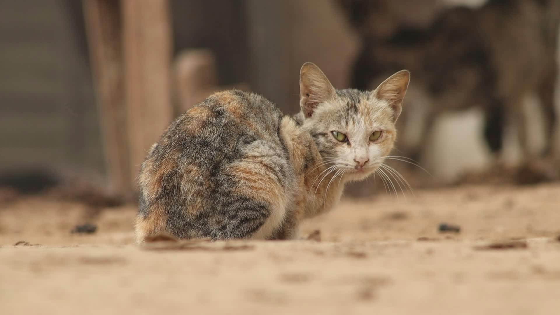 Mad Cat Videos, Download The BEST Free 4k Stock Video Footage & Mad Cat ...