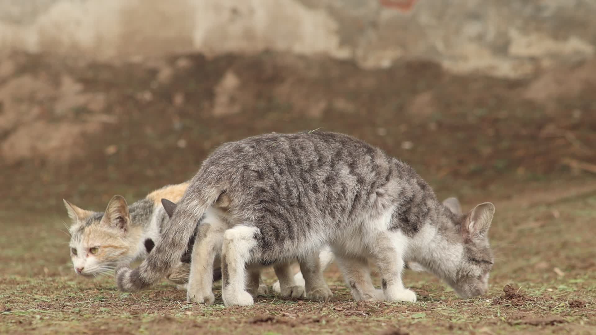 Playful Cats Outdoors in Natural Habitat Free Stock Video Footage ...