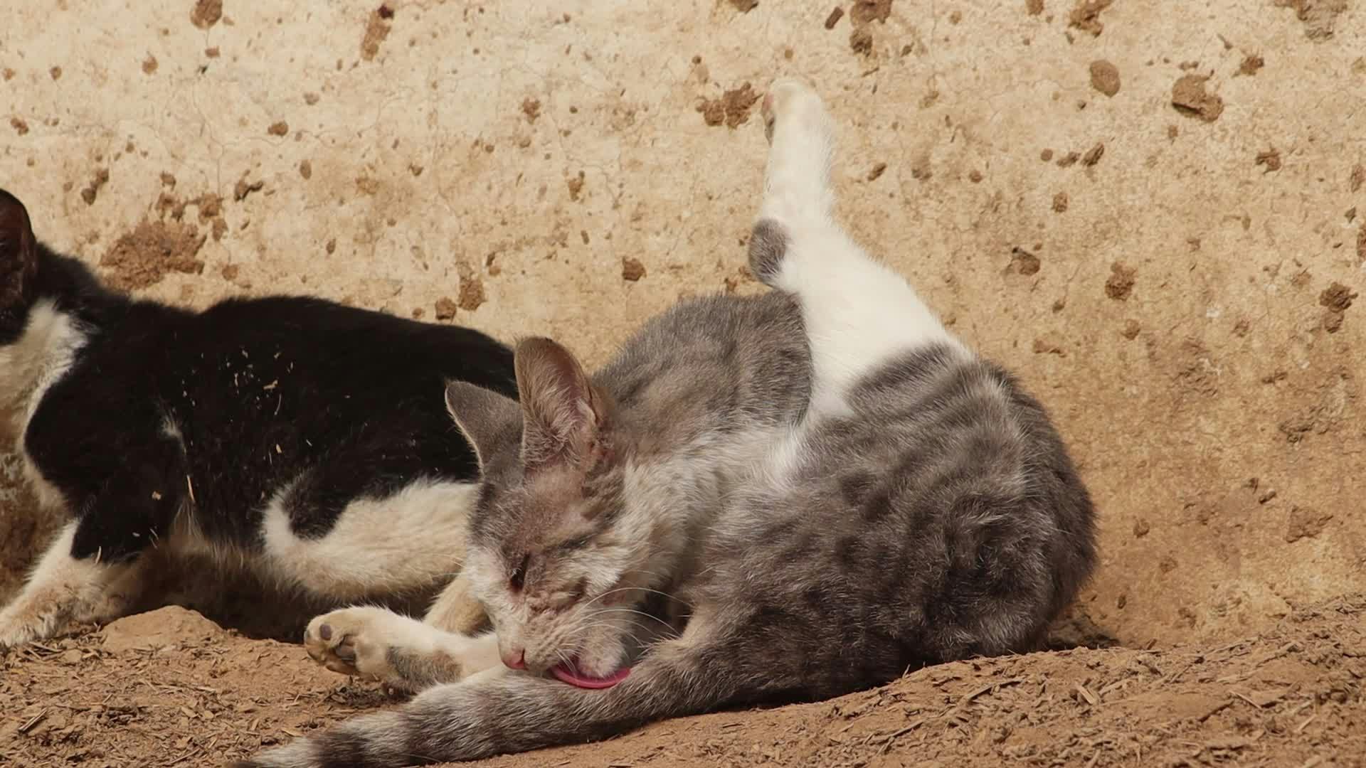 Cats Breeds Videos, Download The BEST Free 4k Stock Video Footage ...