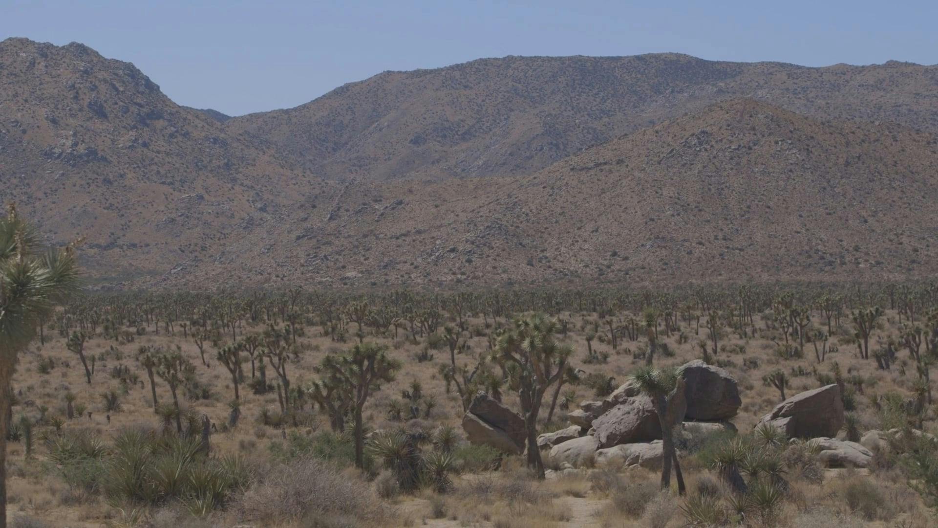 Quiver Trees Videos, Download The BEST Free 4k Stock Video Footage ...