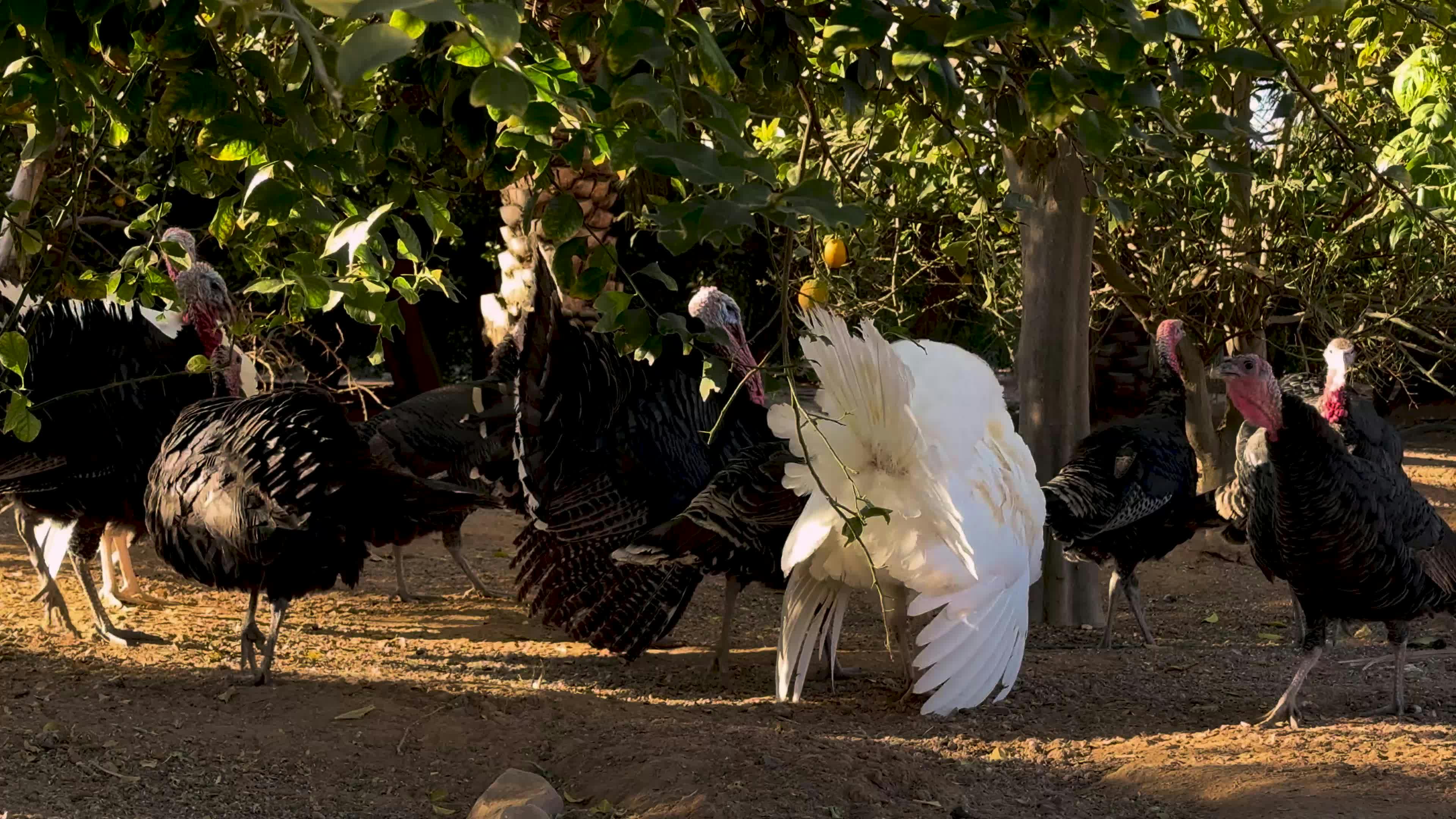 Farm Turkey Videos, Download The BEST Free 4k Stock Video Footage ...