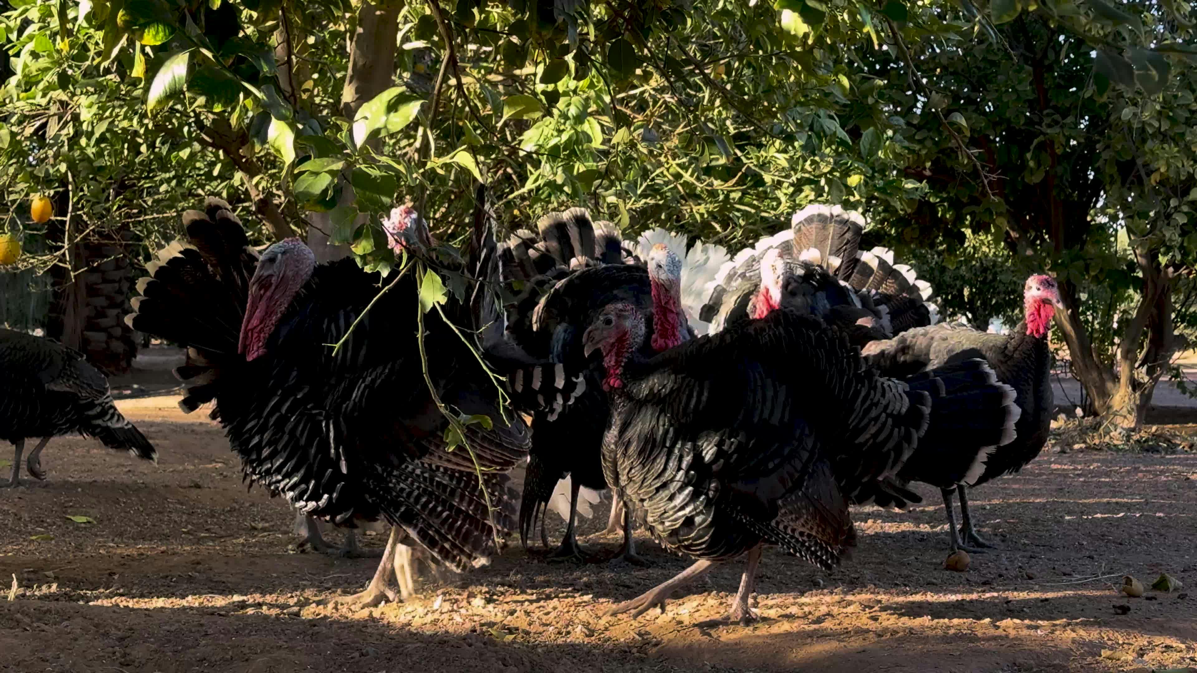 Free-Range Turkeys on a Sustainable Farm Free Stock Video Footage ...