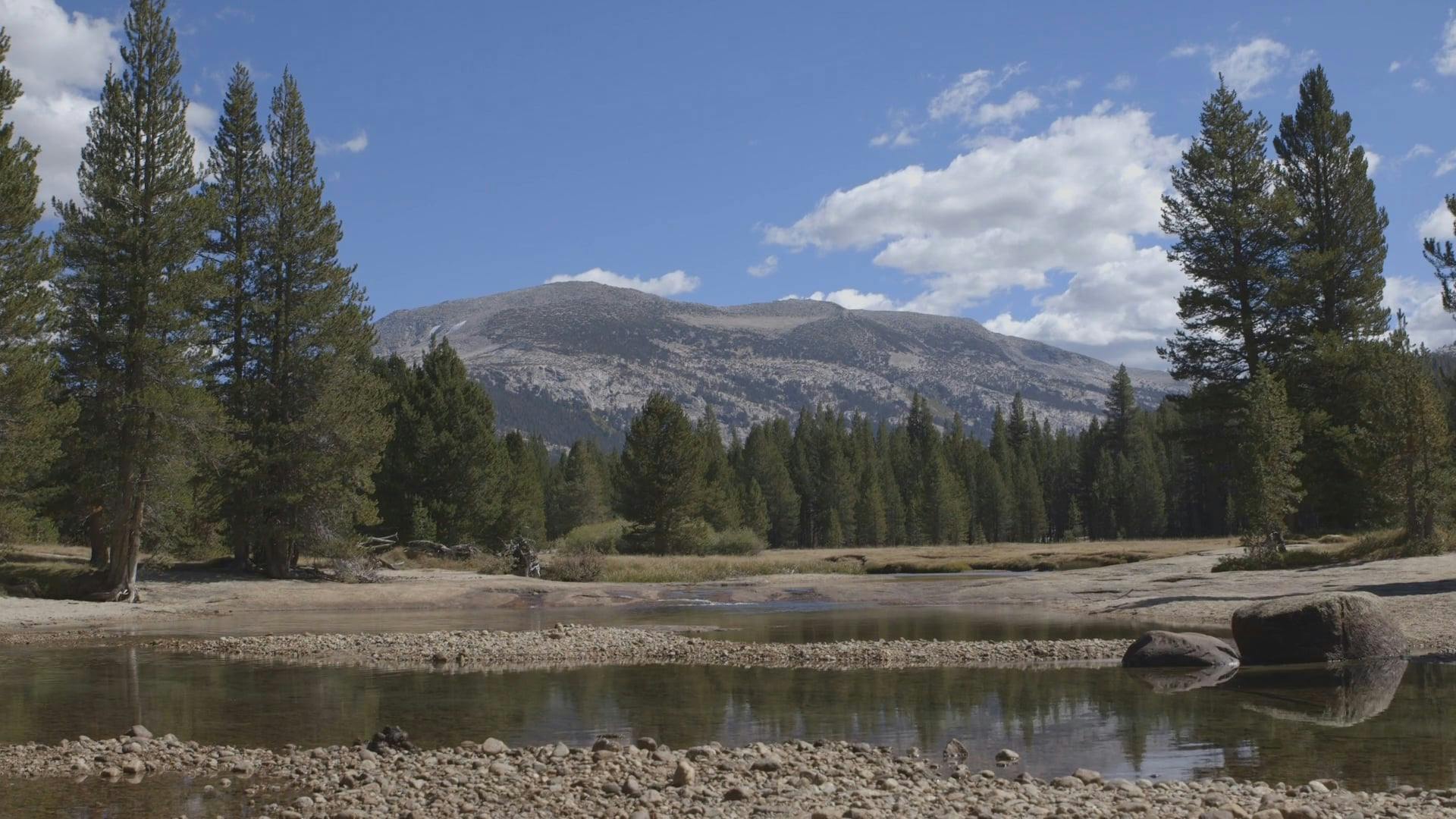 Low Angle Footage Of A Stream Surrounded By Lush Vegetation With The ...
