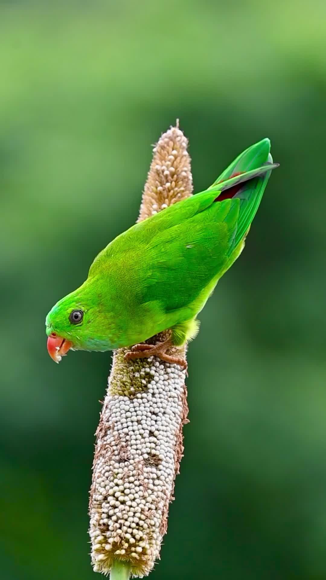 Vivid Green Parrot Perching on Corn Husk Free Stock Video Footage ...