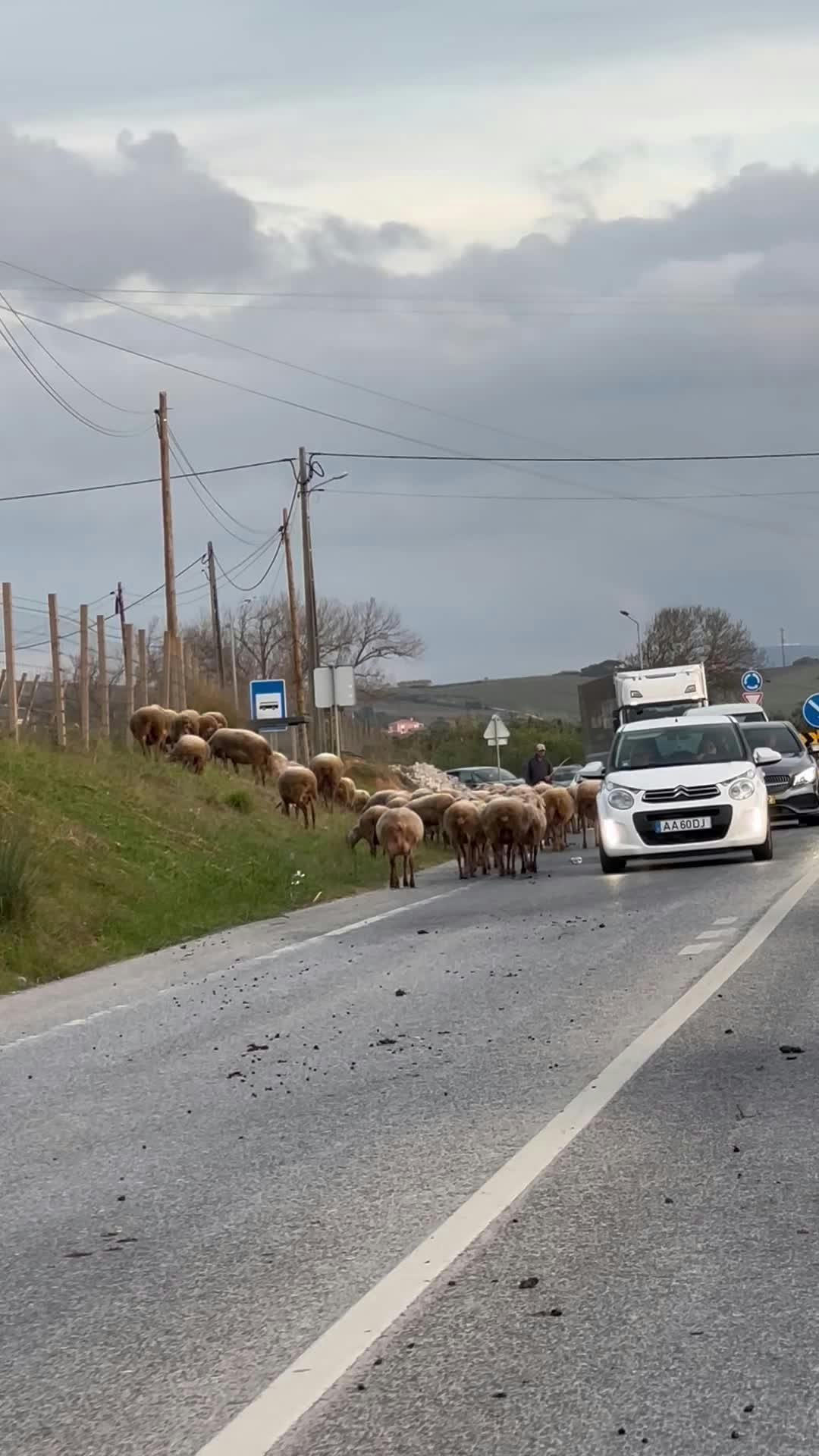 Dog Breed Videos, Download The BEST Free 4k Stock Video Footage & Dog ...