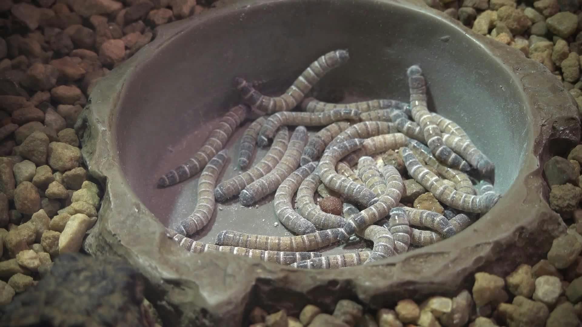 Close-up of Wiggle Worms in a Bowl Free Stock Video Footage, Royalty ...