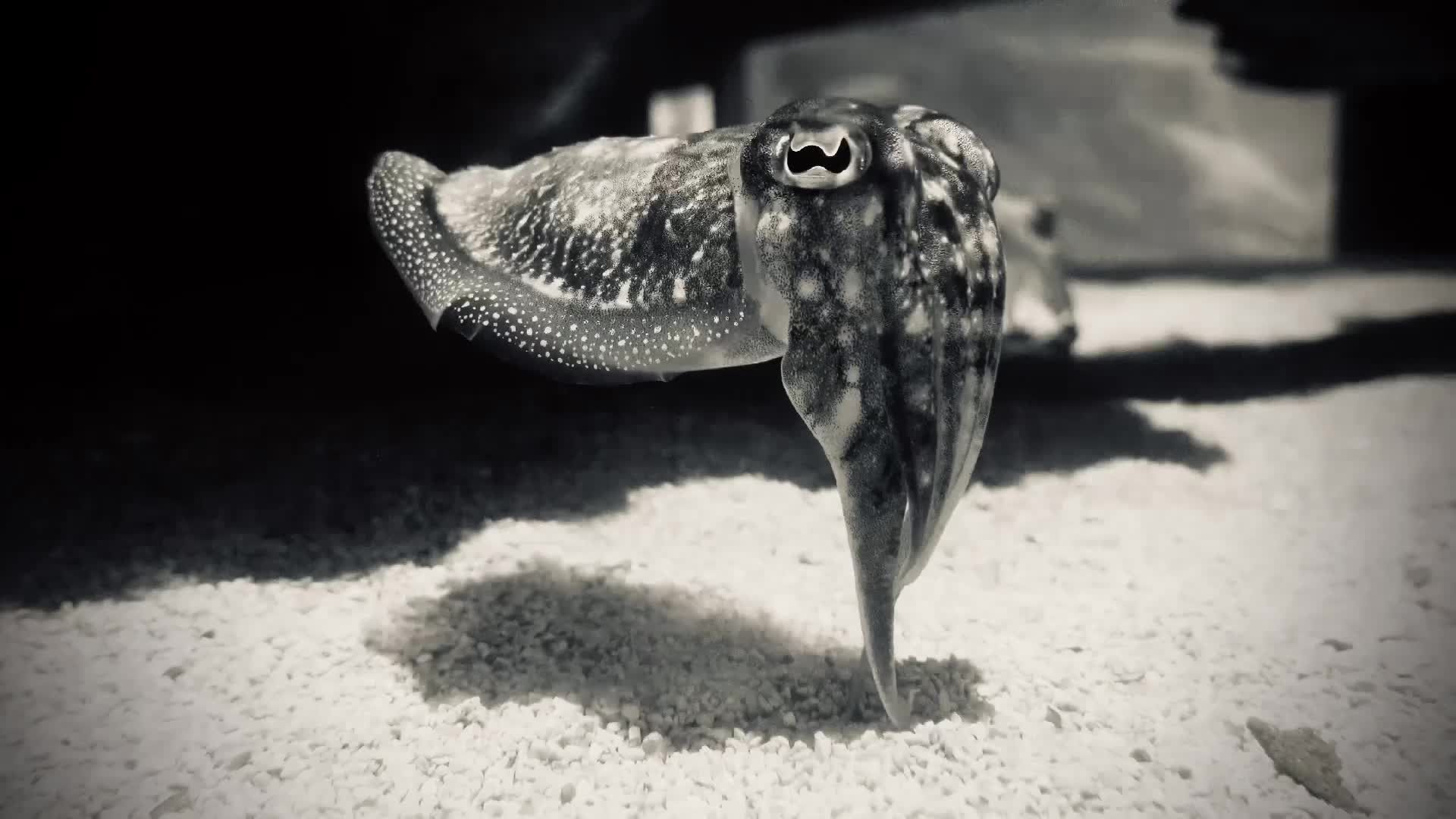 Captivating Squid Glide in Aquarium Free Stock Video Footage, Royalty ...