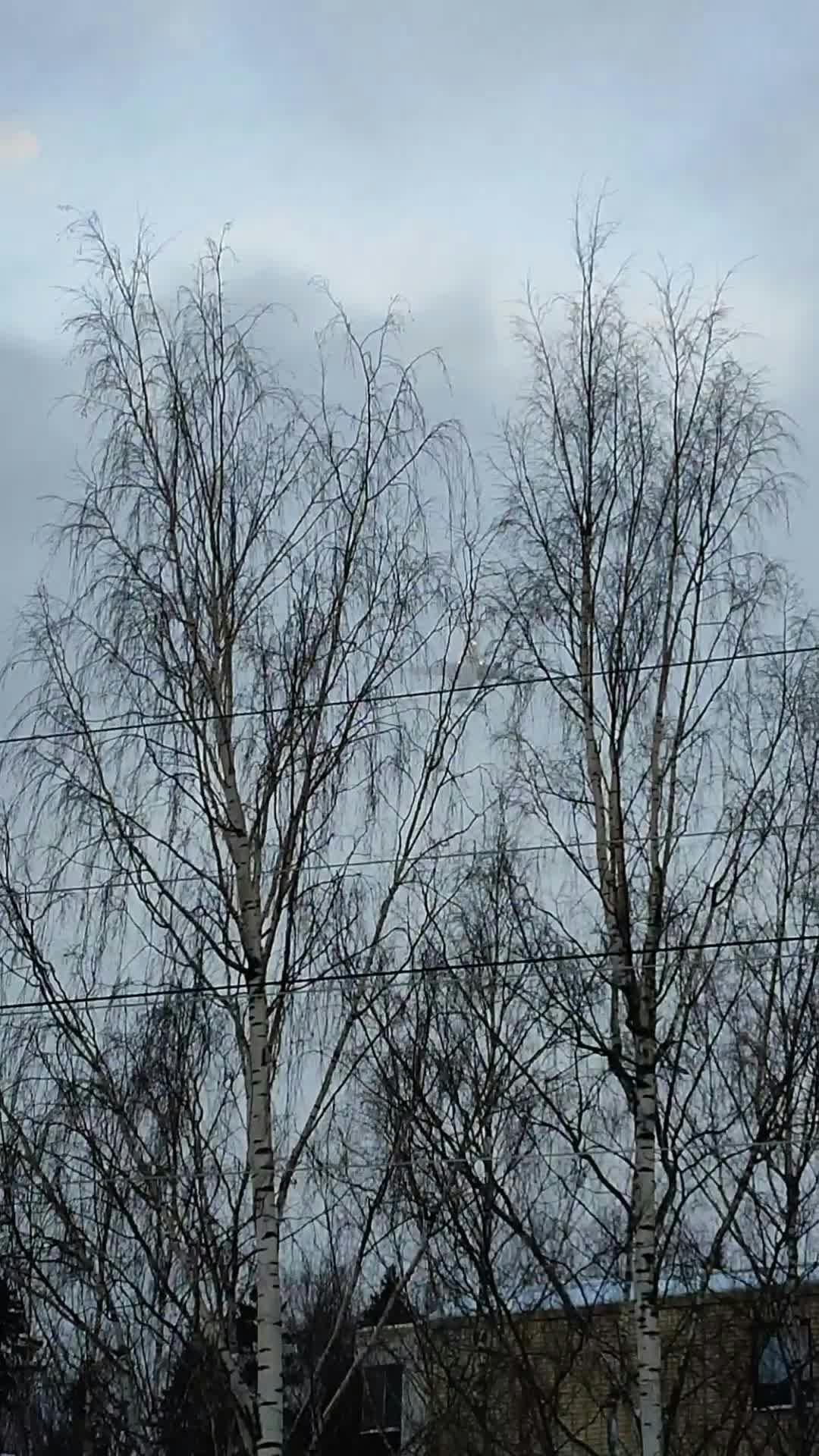 Trees Motion Videos, Download The BEST Free 4k Stock Video Footage ...