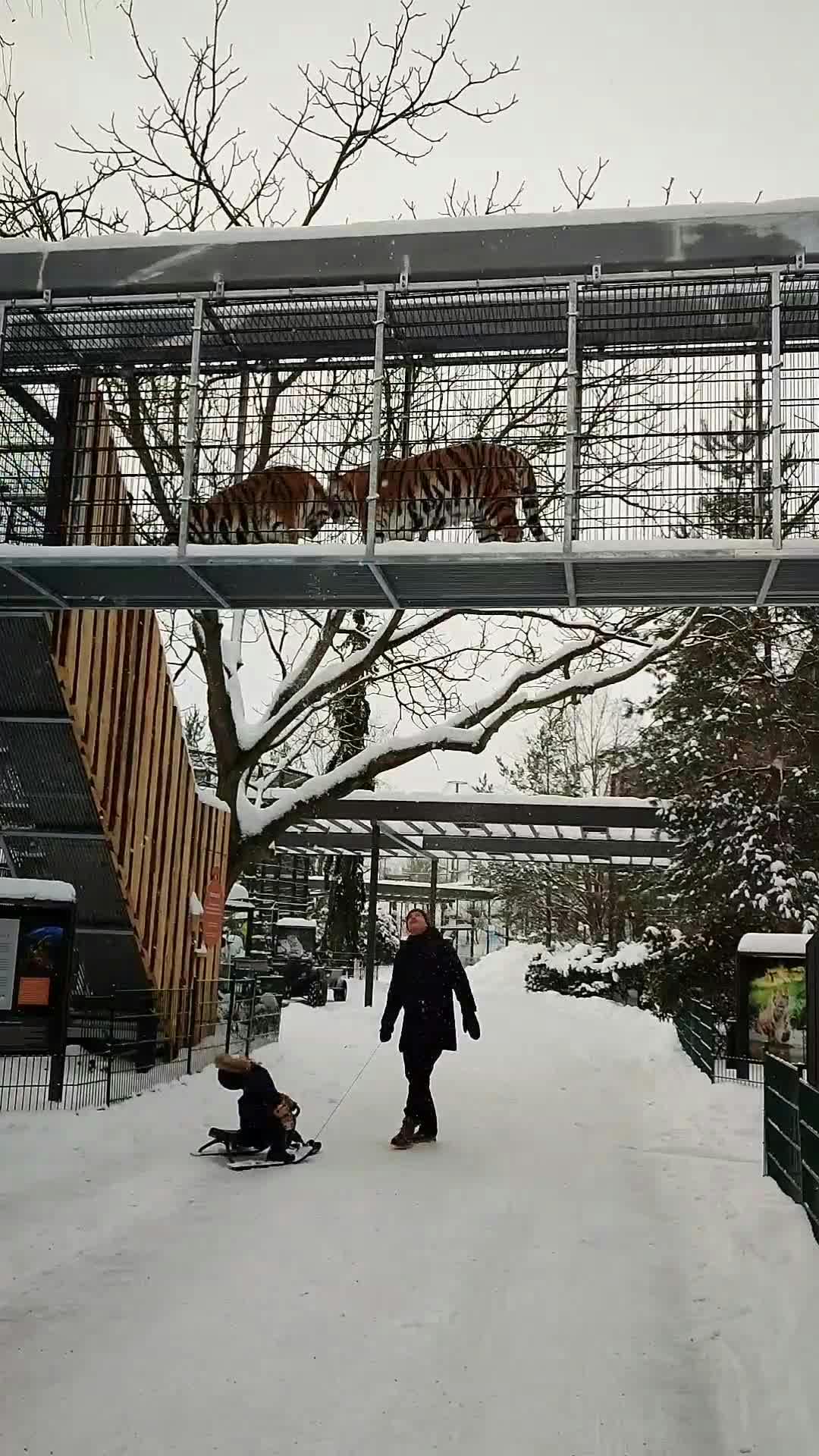 Tigers Roaming Snowy Zoo in Helsinki Winter Free Stock Video Footage ...
