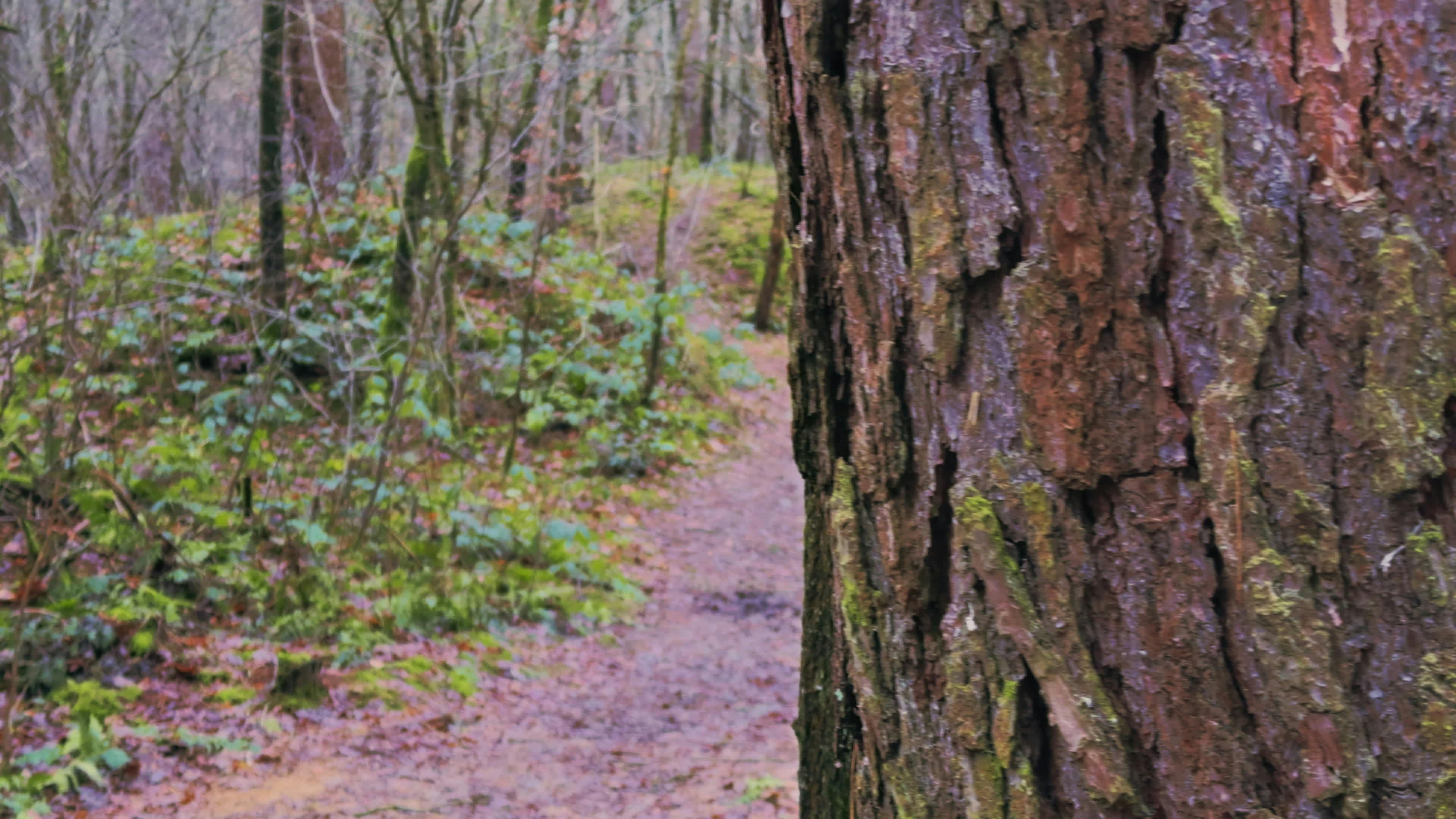 Trail Forest Videos, Download The BEST Free 4k Stock Video Footage ...