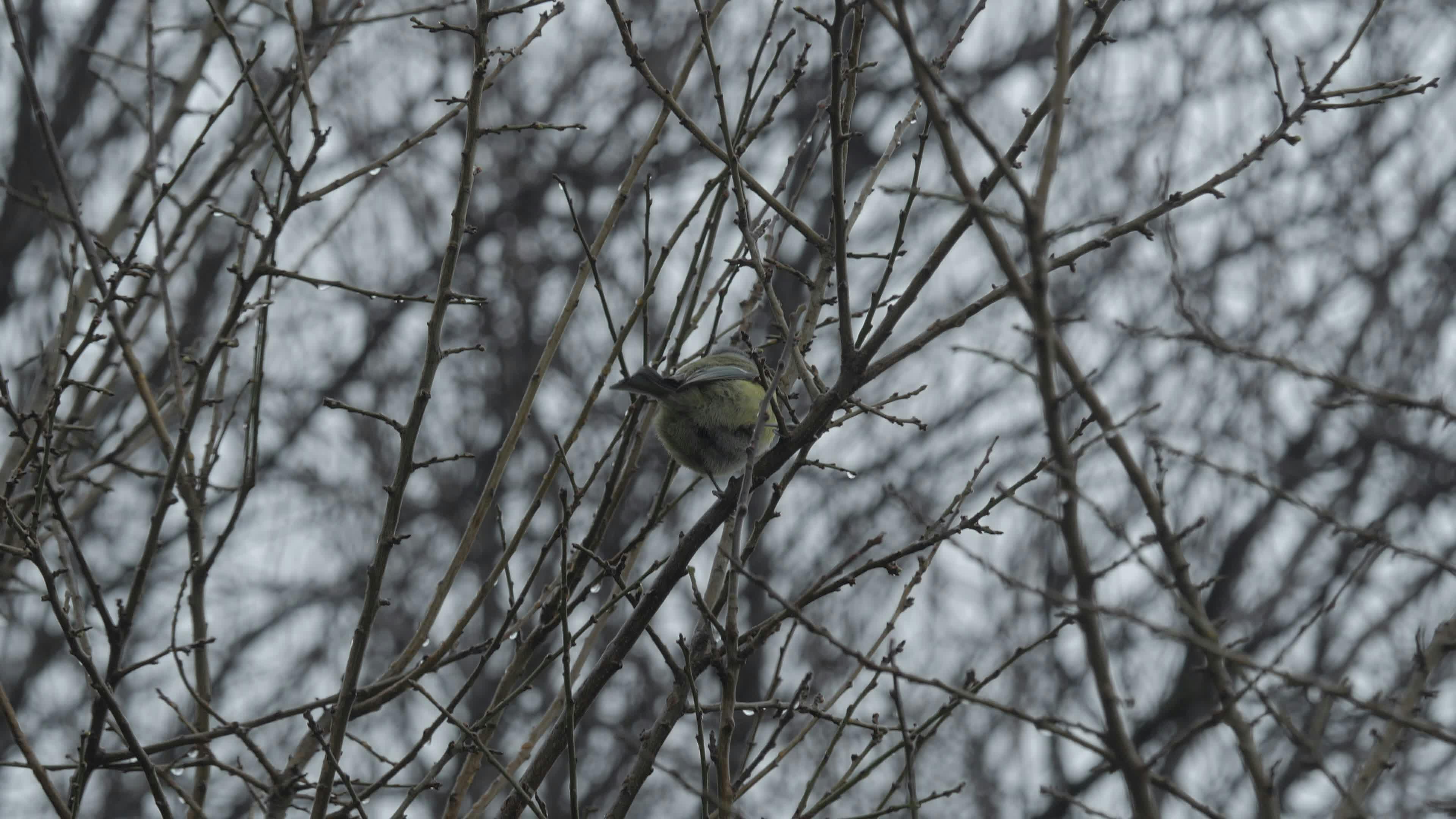 Slow Motion Bird on a Winter Branch Free Stock Video Footage, Royalty ...