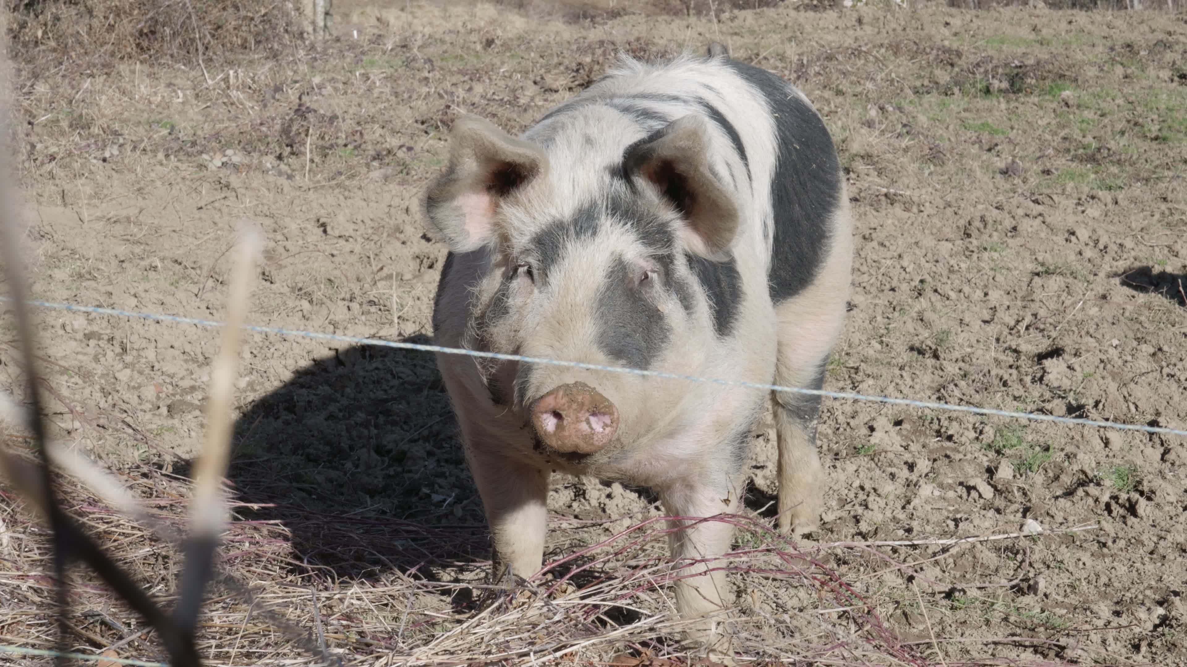 Pig ไม้ Videos, Download The BEST Free 4k Stock Video Footage & Pig ไม้ ...