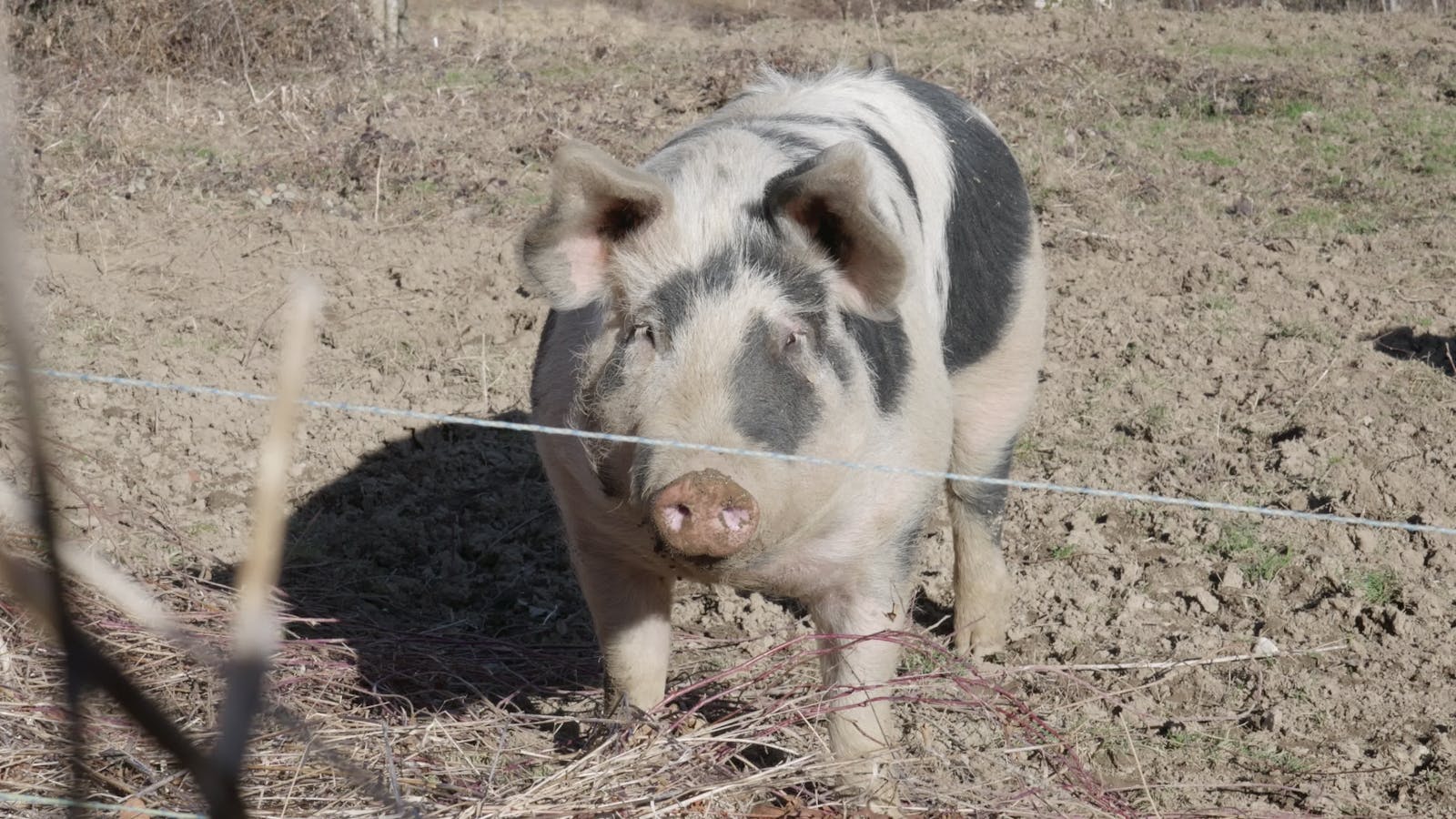 Pig Animation Videos, Download The BEST Free 4k Stock Video Footage ...