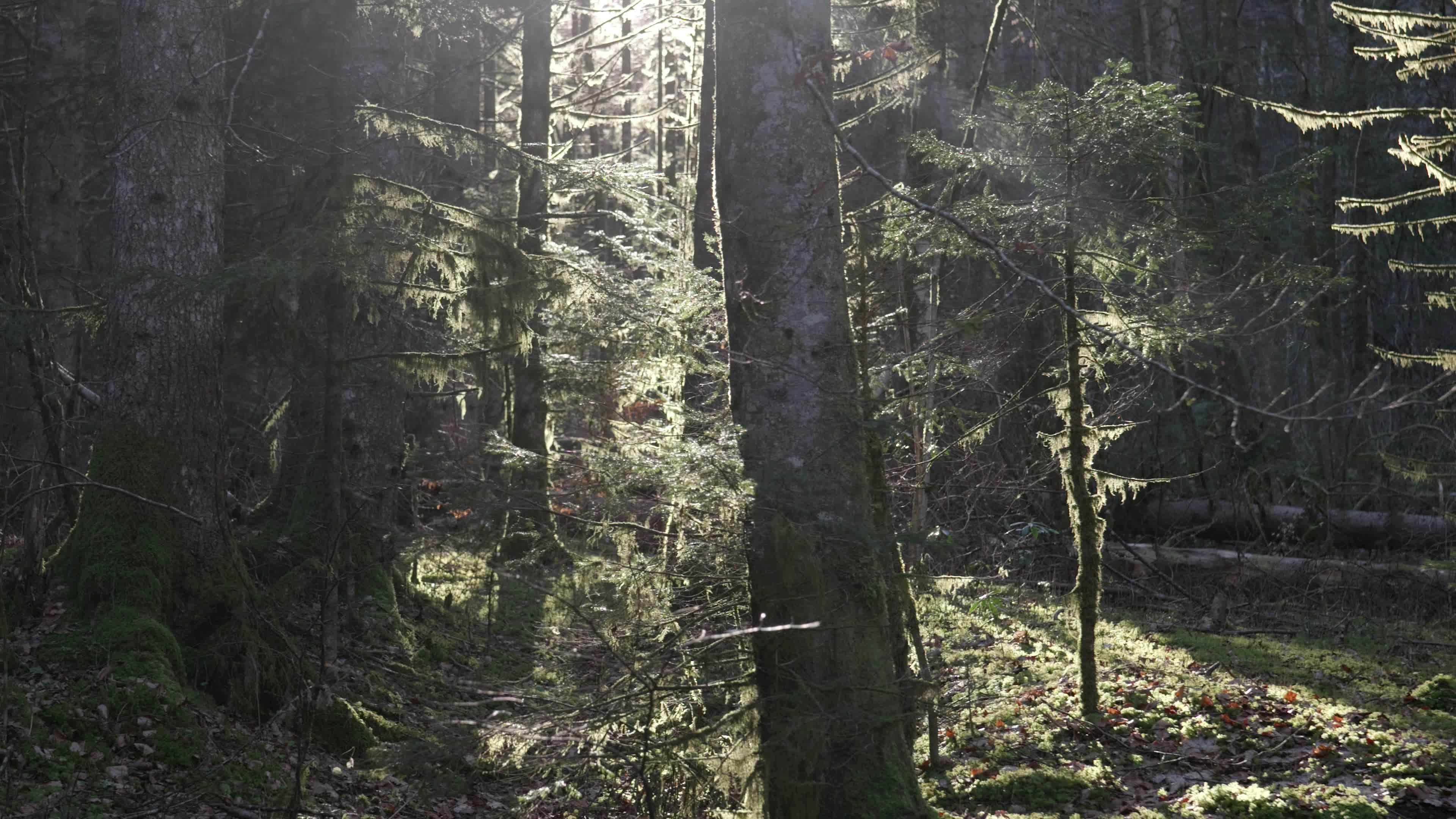 Video Of Forest Free Stock Video Footage, Royalty-Free 4K & HD Video Clip