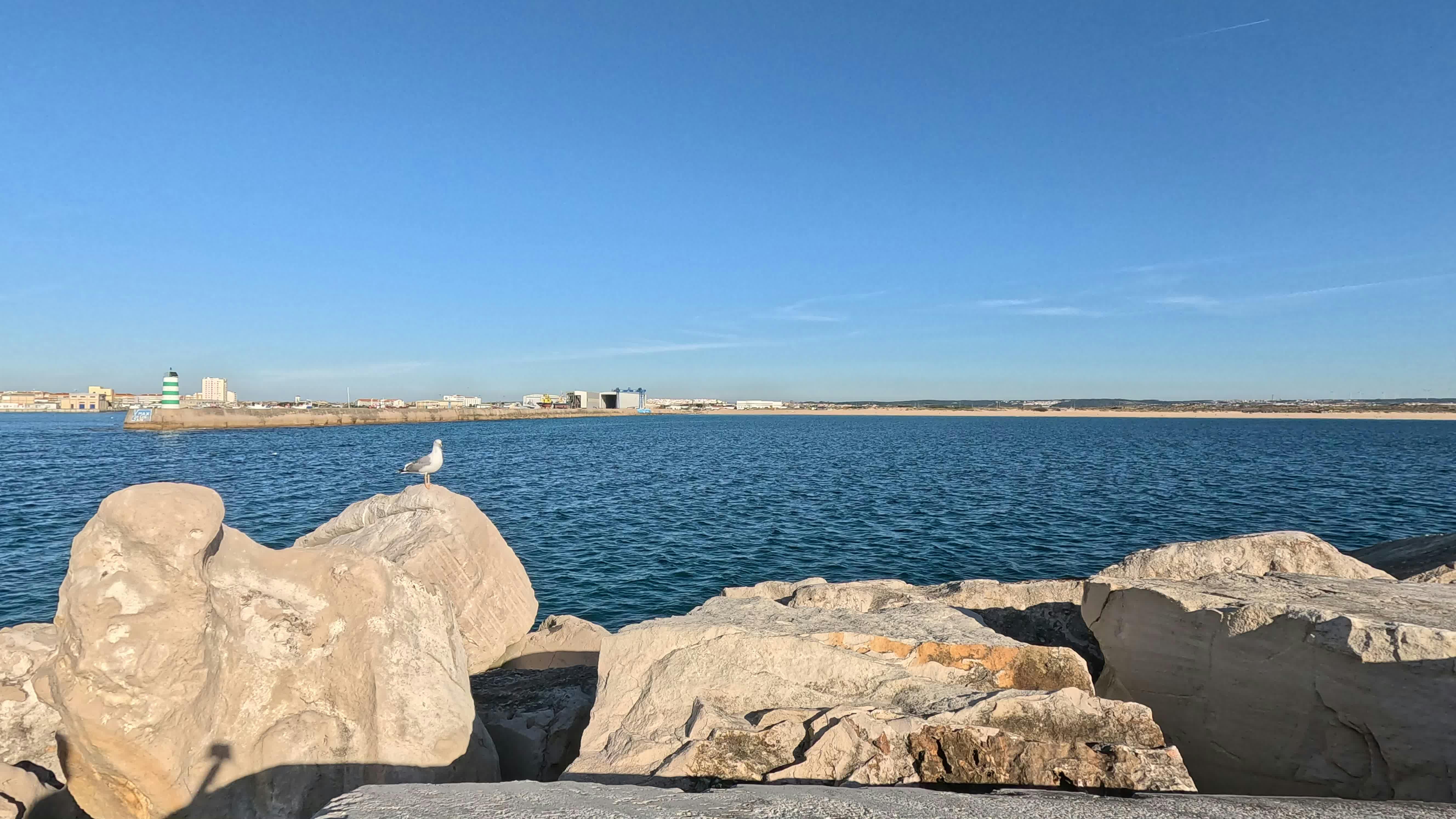 Serene Coastal View with Seagull on Rocks Free Stock Video Footage ...