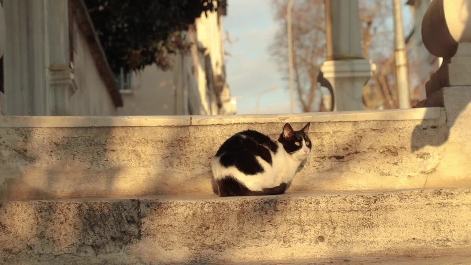 Cat Sound Videos, Download The BEST Free 4k Stock Video Footage & Cat ...