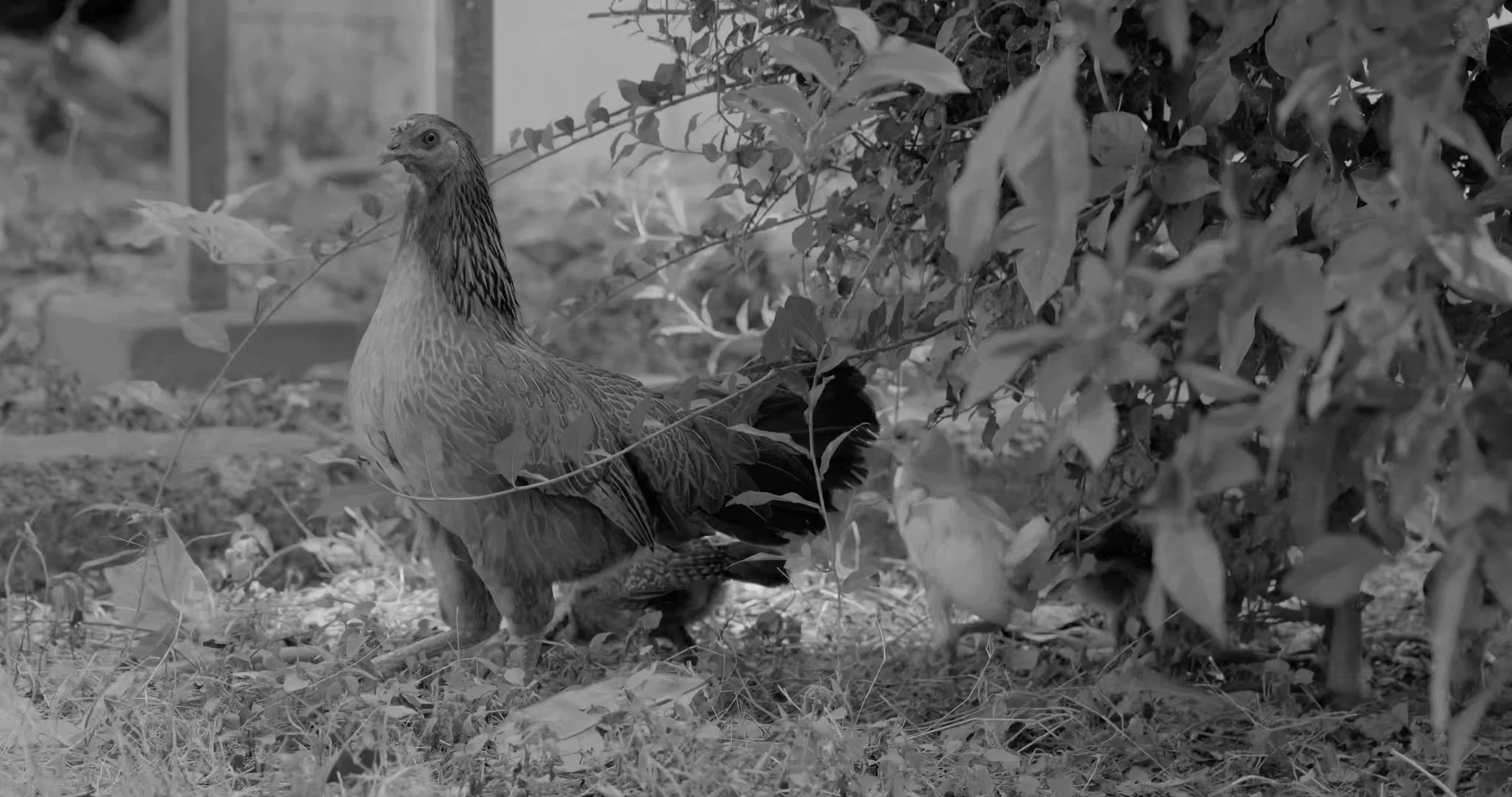 Chicken War Videos, Download The BEST Free 4k Stock Video Footage ...