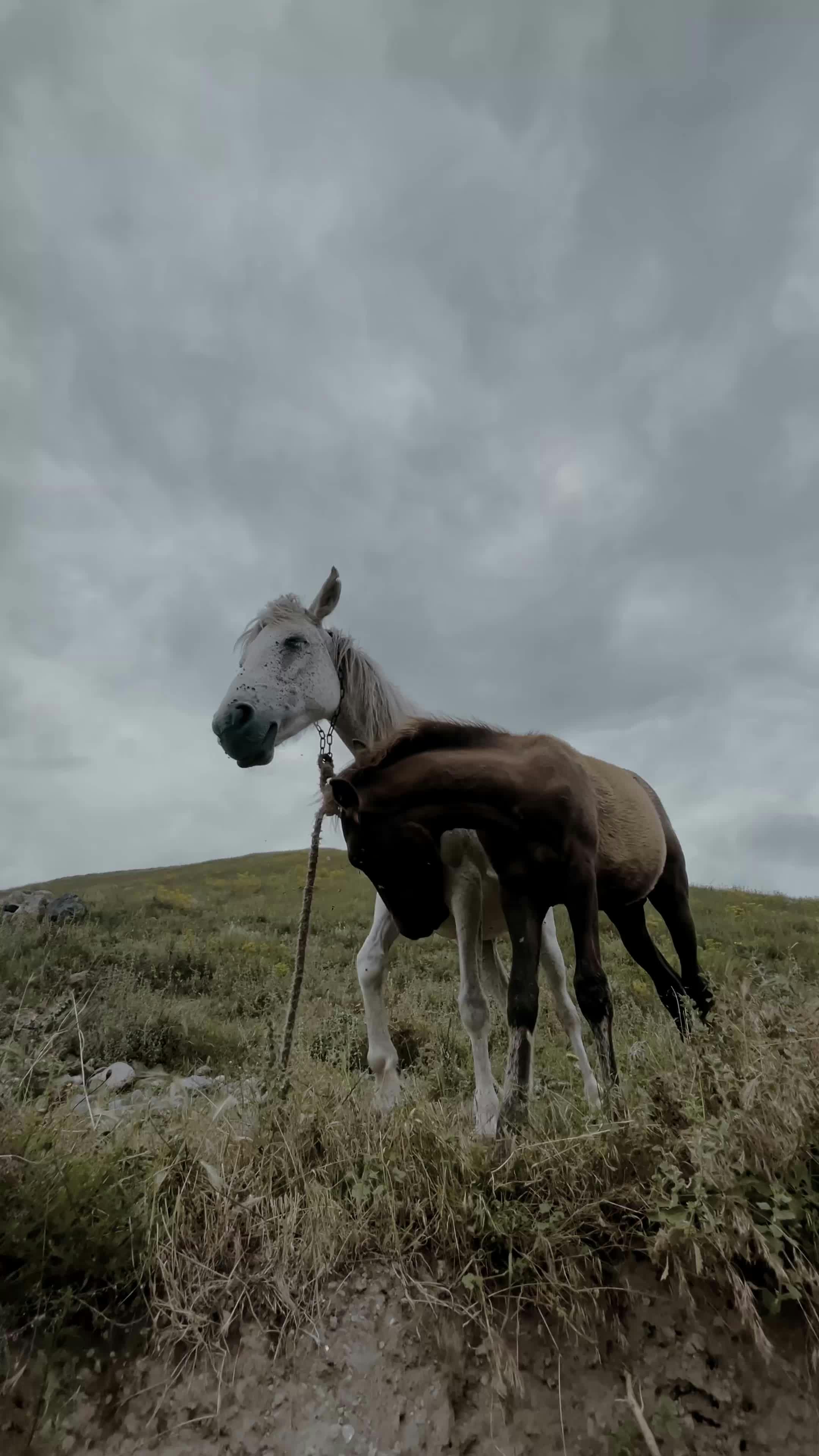 Instagram Vertical Videos, Download The BEST Free 4k Stock Video ...