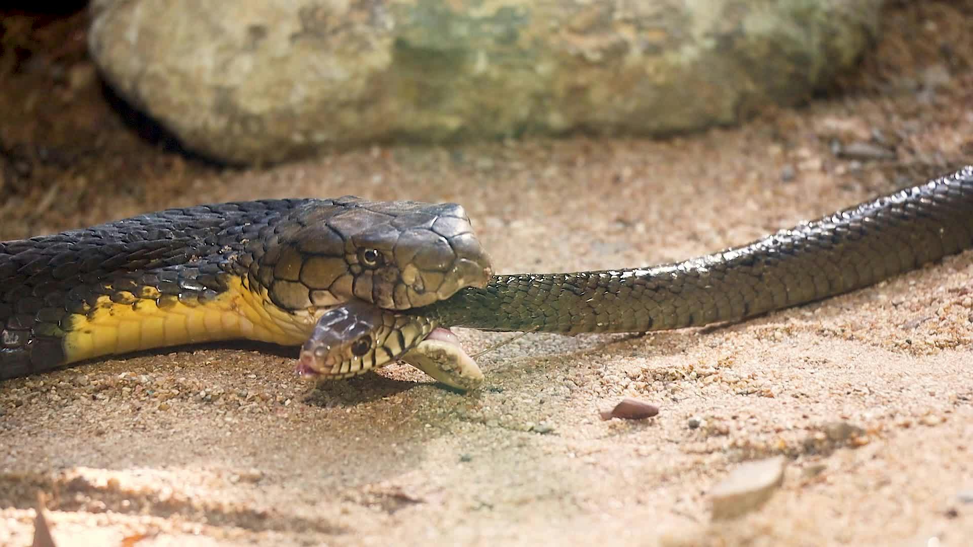King Cobra Eating Another Snake in the Wild Free Stock Video Footage ...