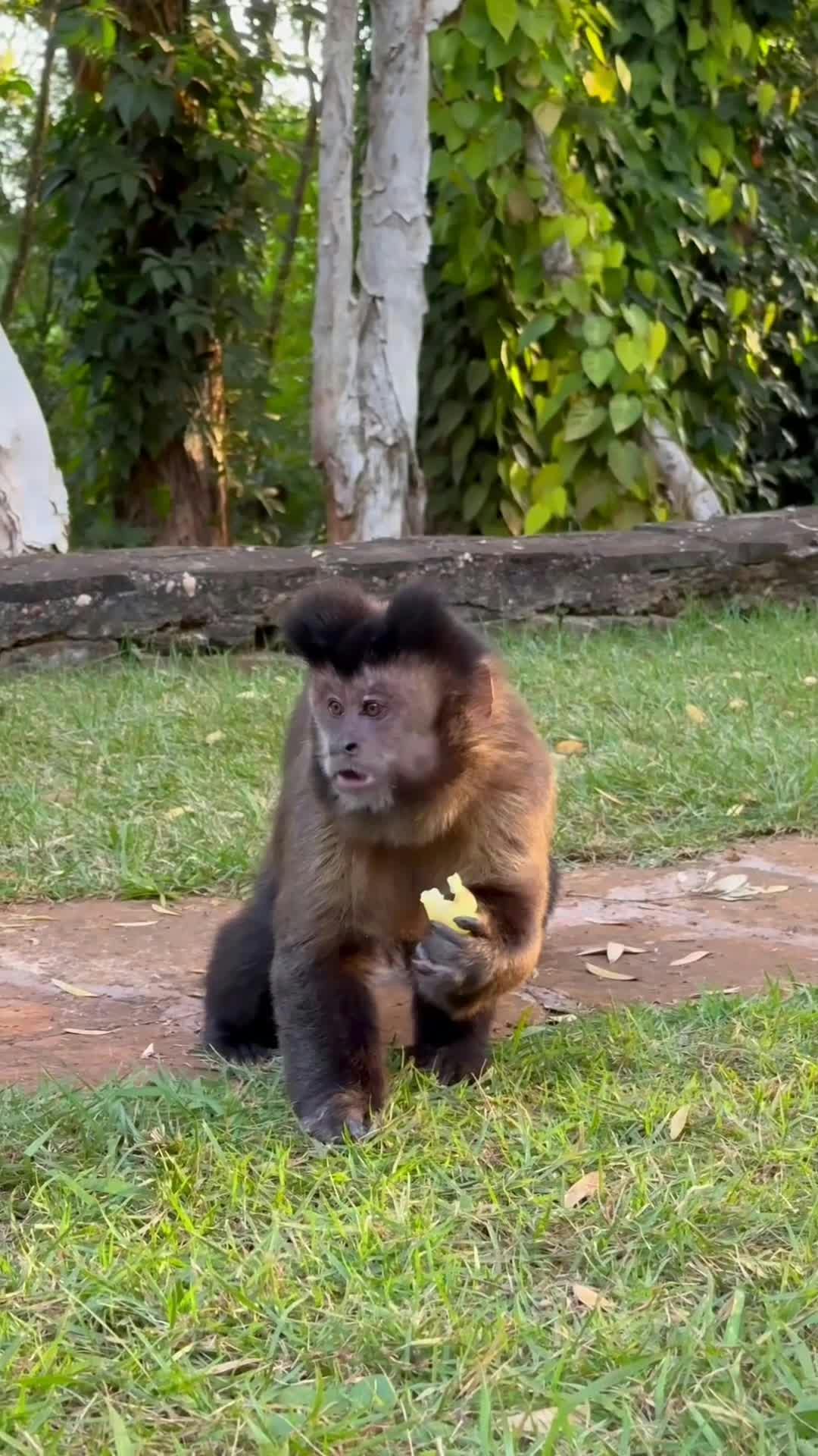 Iphone Monkey Wallpaper Videos, Download The BEST Free 4k Stock Video ...