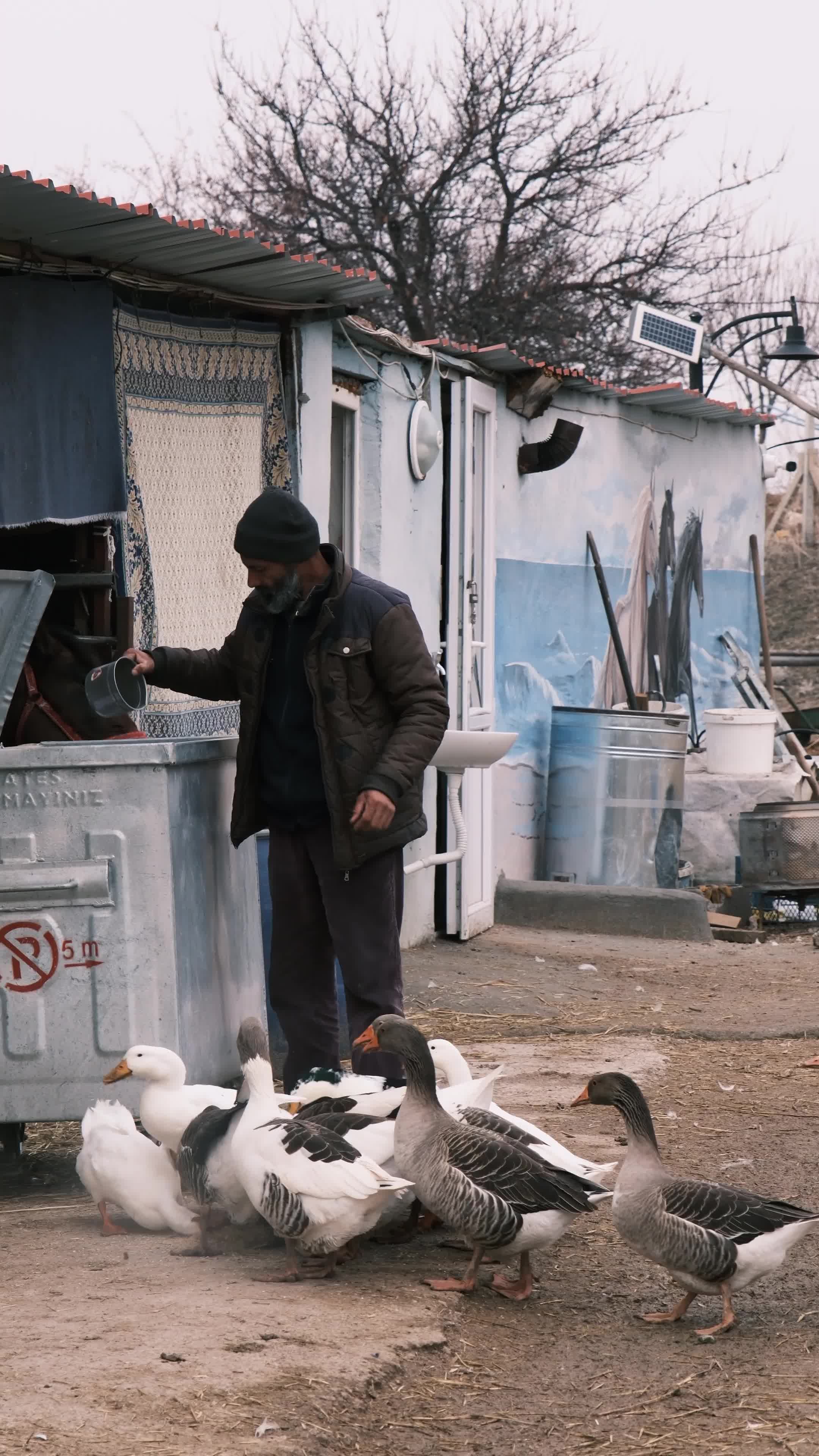Man Feeding Geese in Rustic Farmyard Free Stock Video Footage, Royalty ...