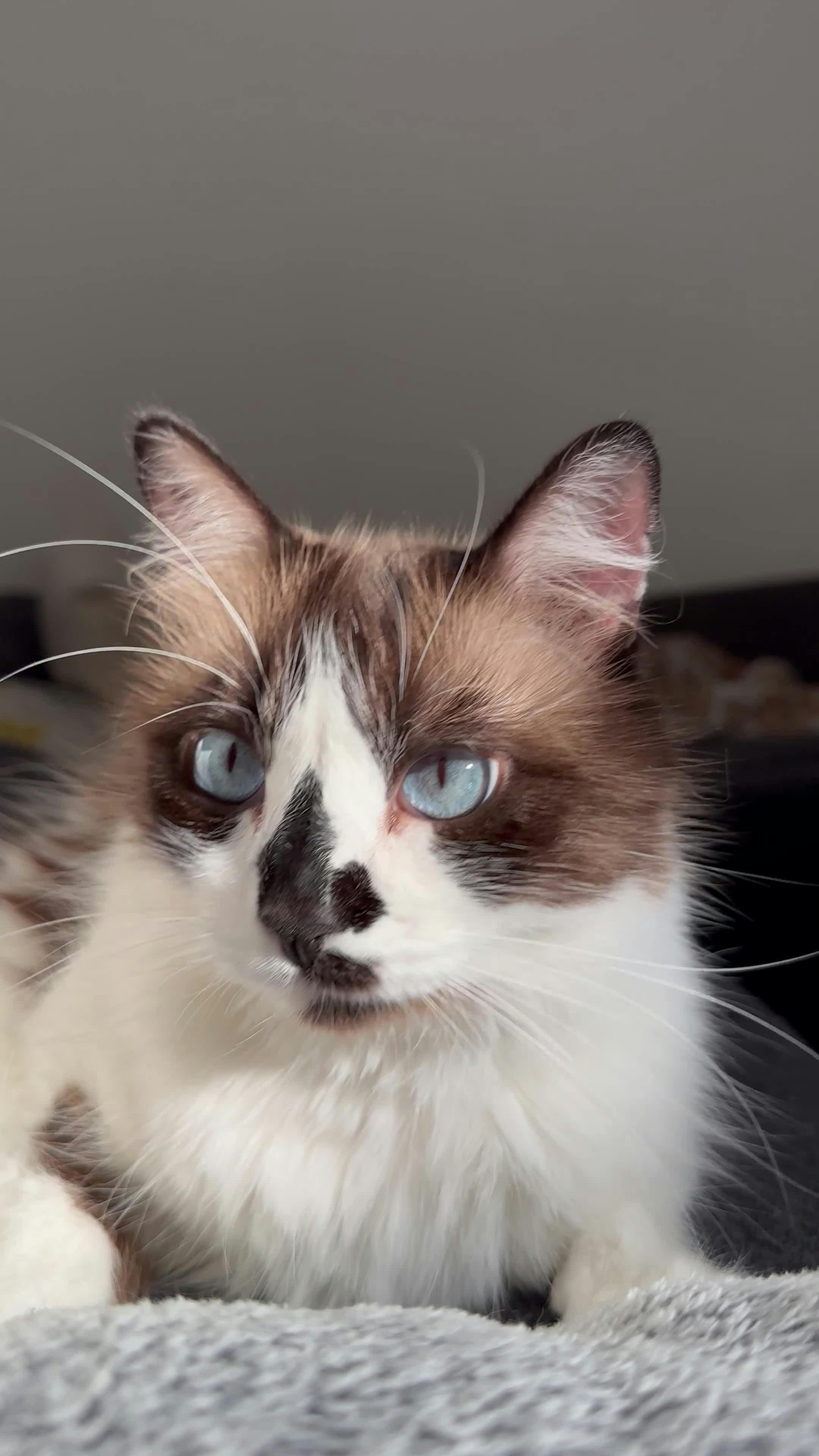 Ganesha Cute Videos, Download The BEST Free 4k Stock Video Footage ...