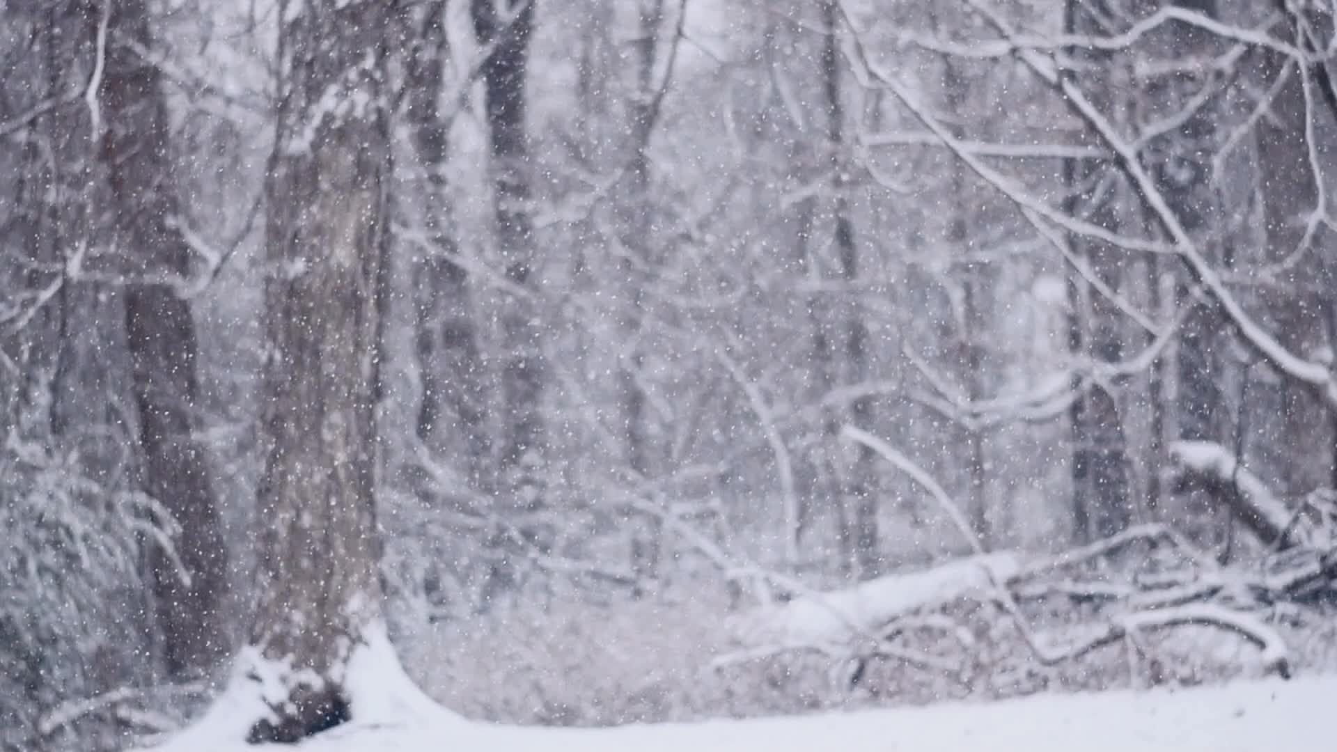 Serene Winter Forest with Falling Snow Free Stock Video Footage ...