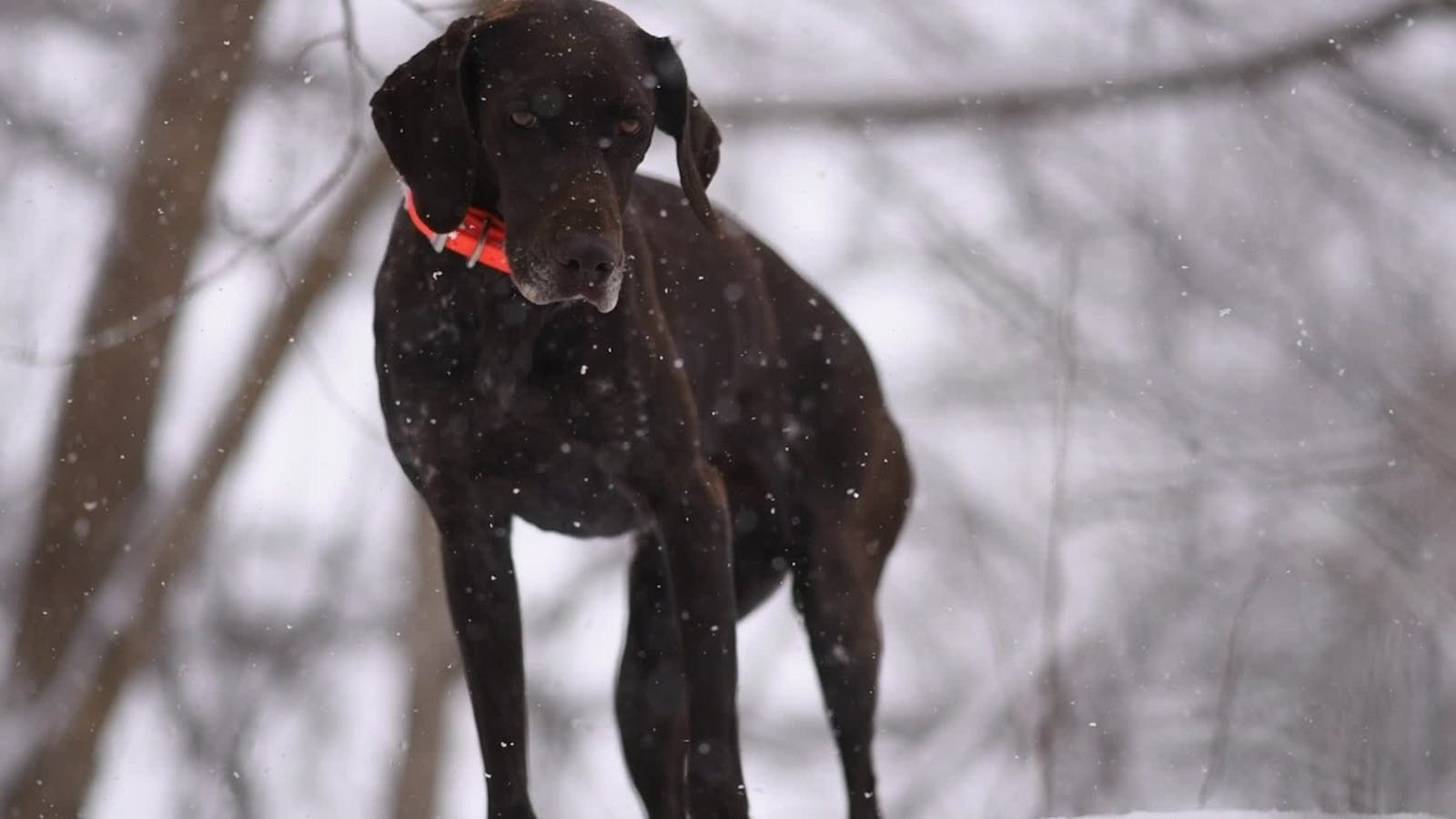 K9 Dog Videos, Download The BEST Free 4k Stock Video Footage & K9 Dog ...