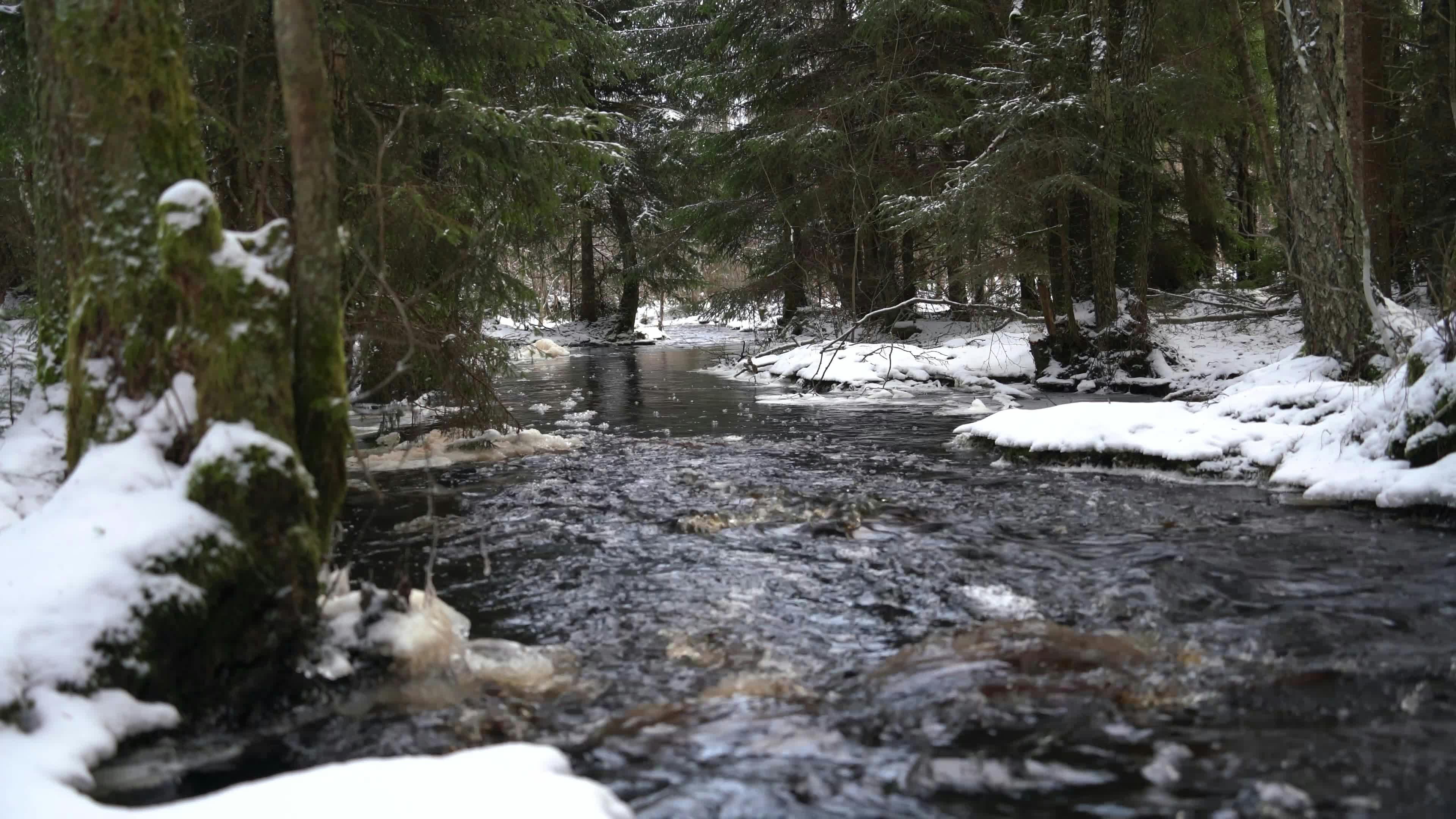 Serene Winter Forest Stream Flowing Free Stock Video Footage, Royalty ...