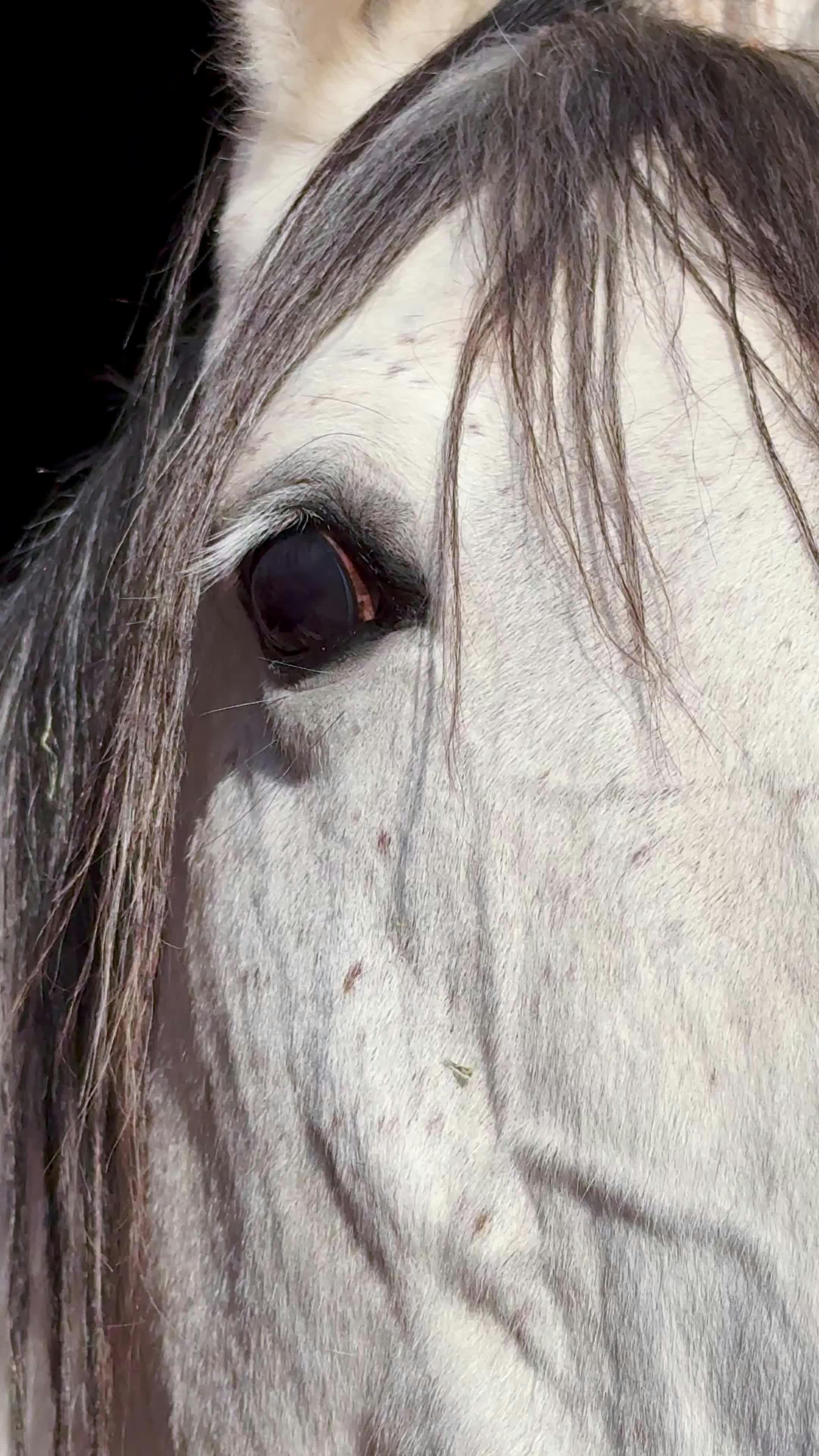 Close-Up of a White Horse's Eye with Soft Lighting Free Stock Video ...