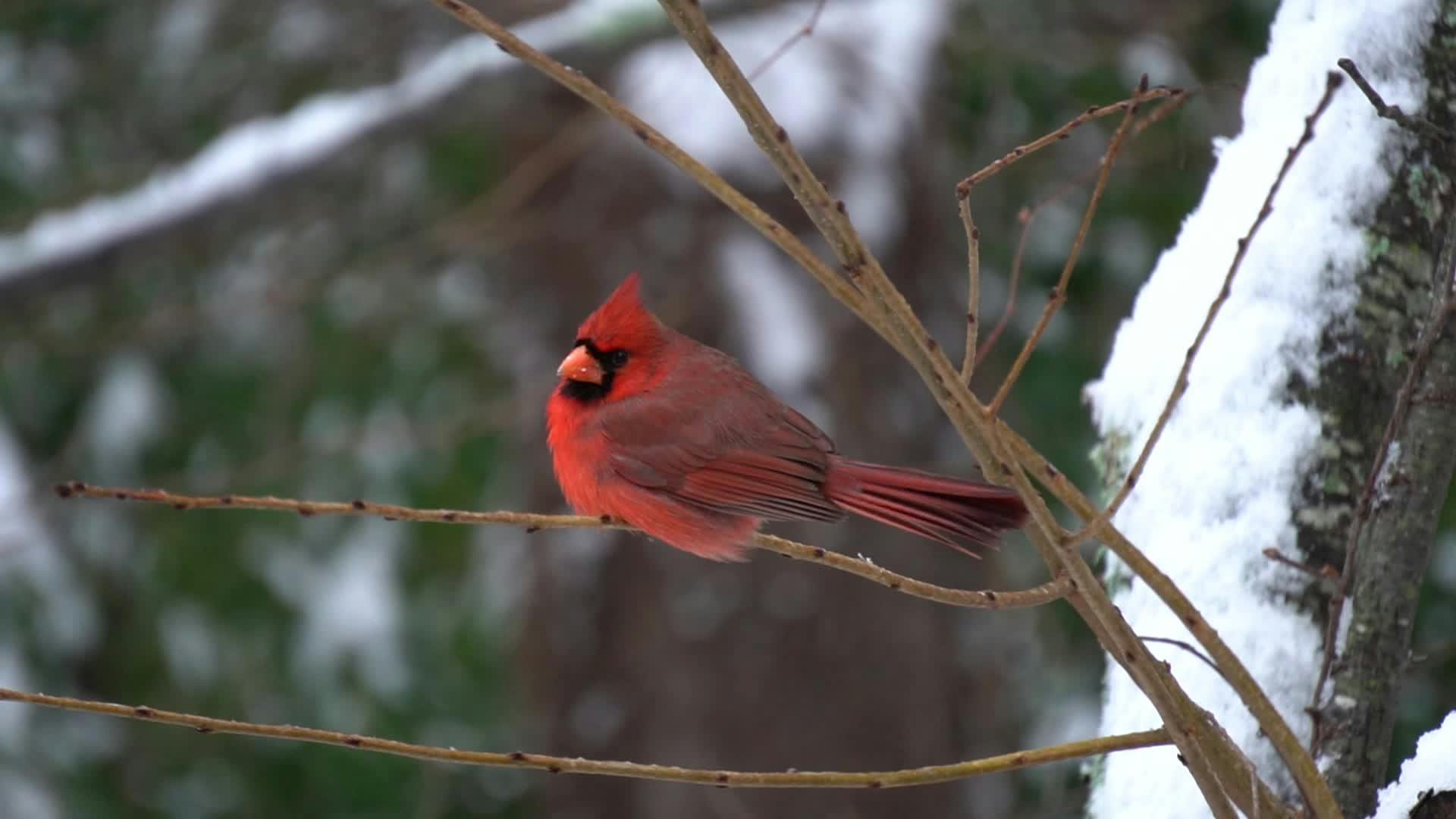 Bright Red Cardinal in Snowy Winter Scene Free Stock Video Footage ...
