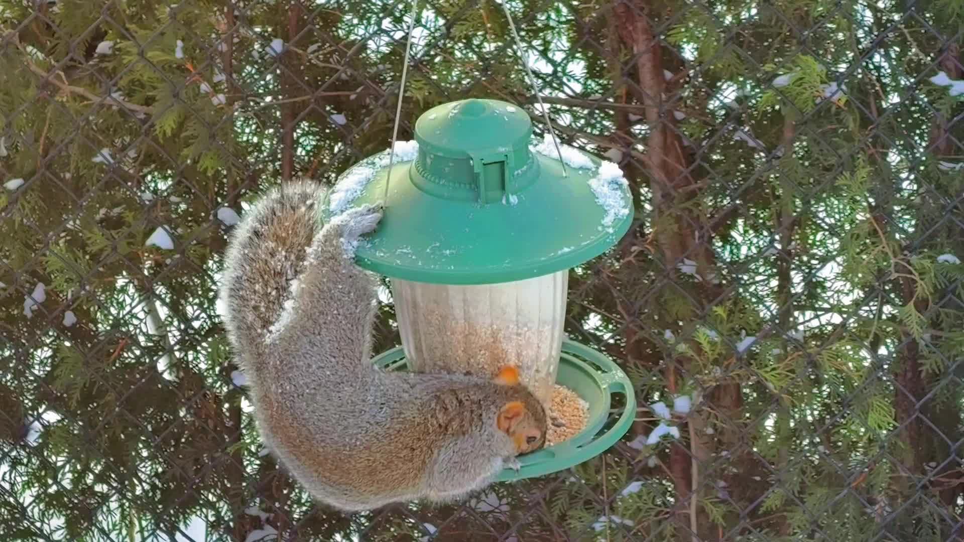 Animals Being Funny Videos, Download The BEST Free 4k Stock Video ...