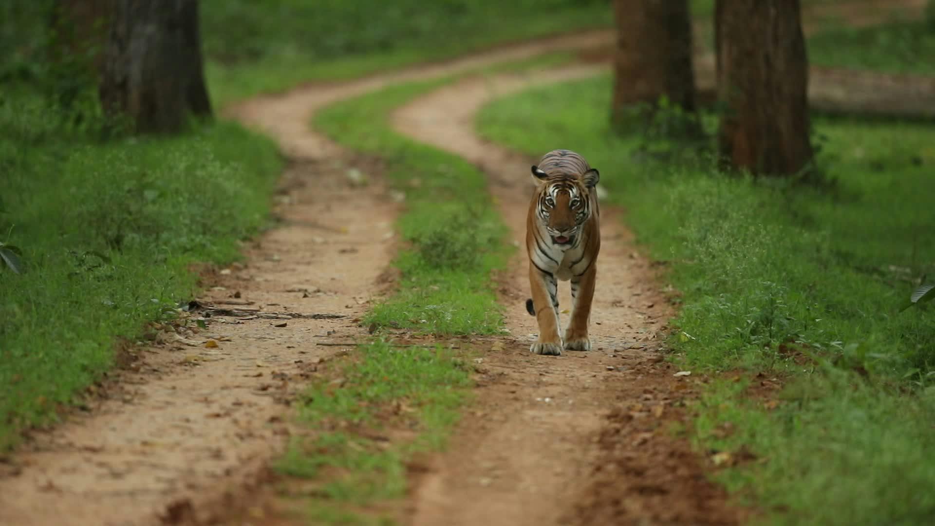 A Tiger Walking Free Stock Video Footage, Royalty-Free 4K & HD Video Clip
