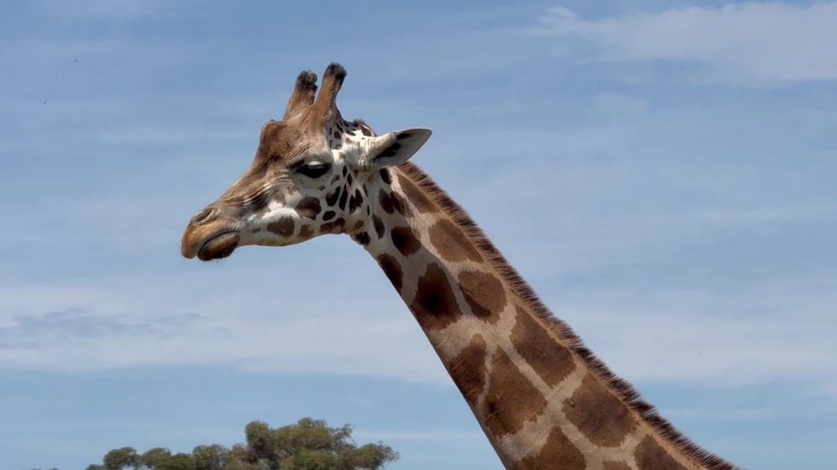 Monte+Artificial+Em+Espiral+No+Parque+Olímpico+De+Sydney,+Austrália ...