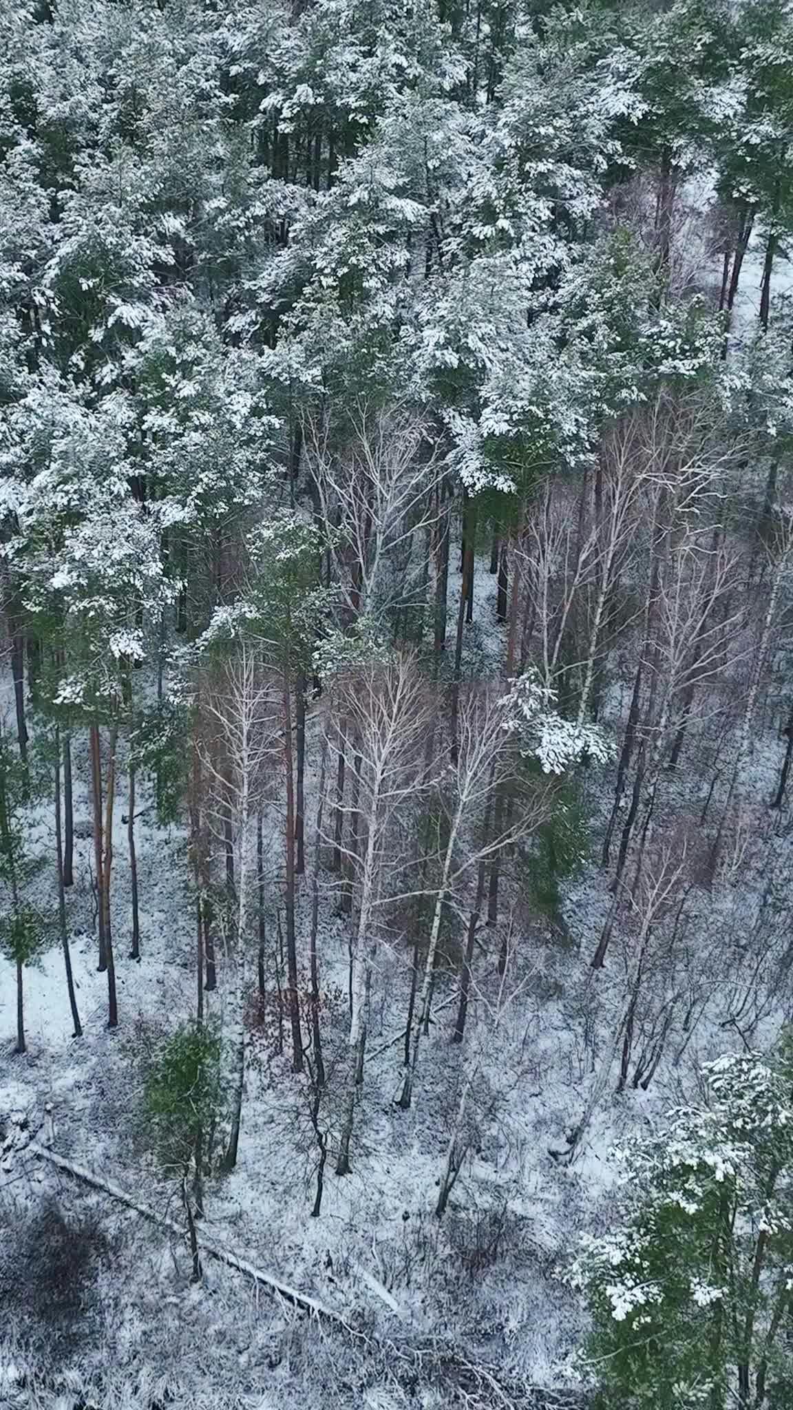 Serene Winter Forest Aerial View Free Stock Video Footage, Royalty-Free ...
