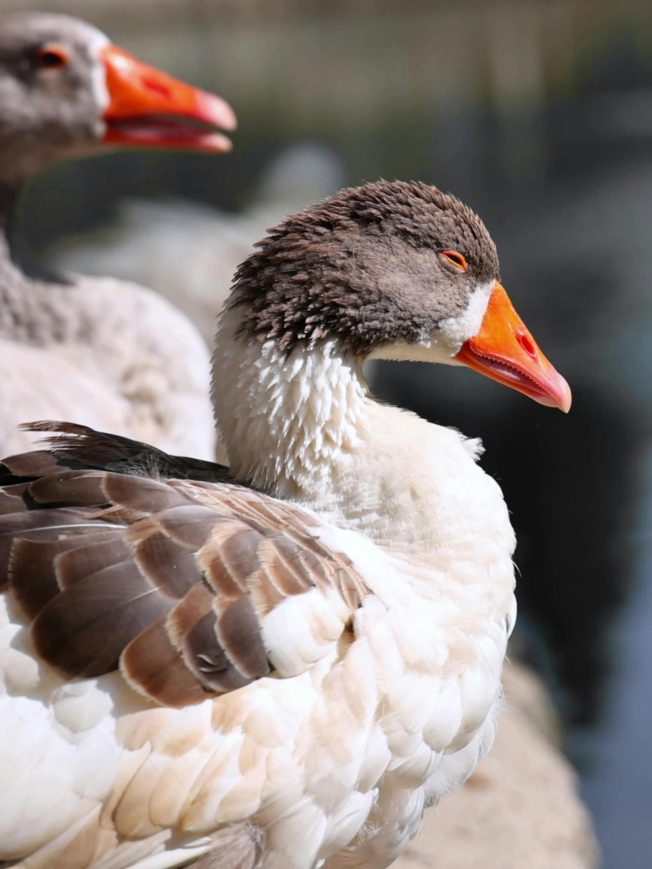 Drake Muur Videos, Download The BEST Free 4k Stock Video Footage ...