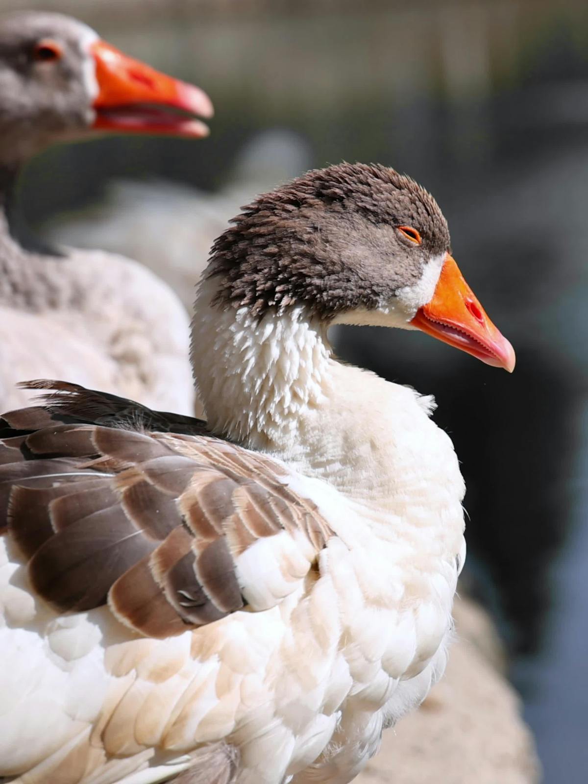 Free Pond Videos, Download The BEST Free 4k Stock Video Footage & Free ...