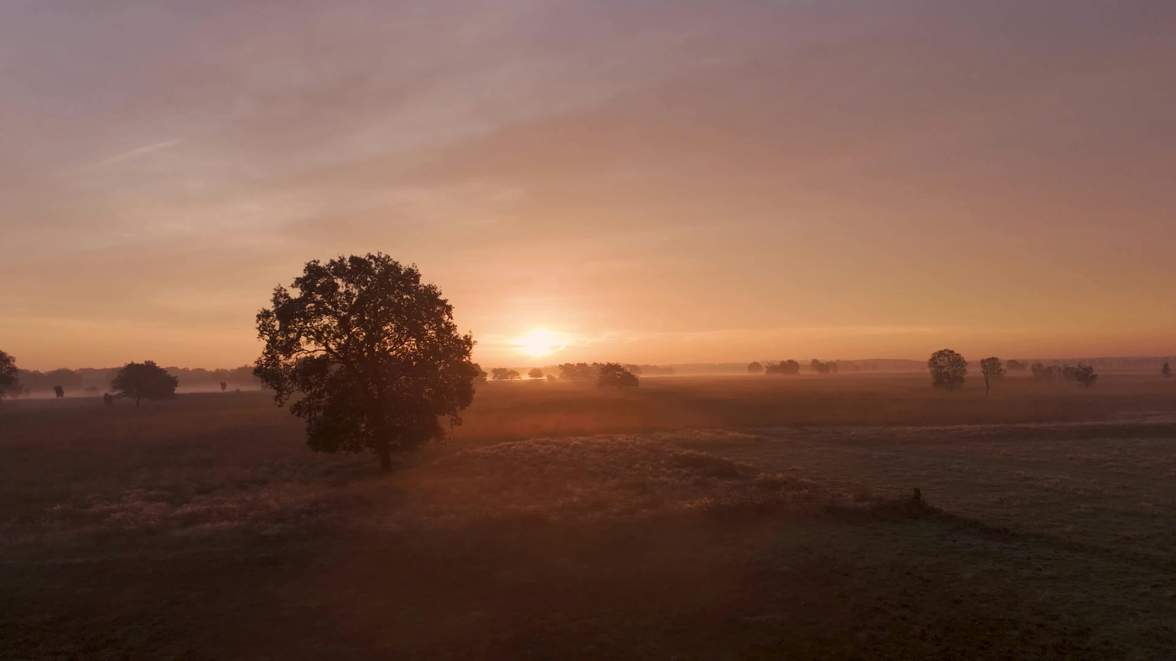 Muziek Tree Videos, Download The BEST Free 4k Stock Video Footage ...