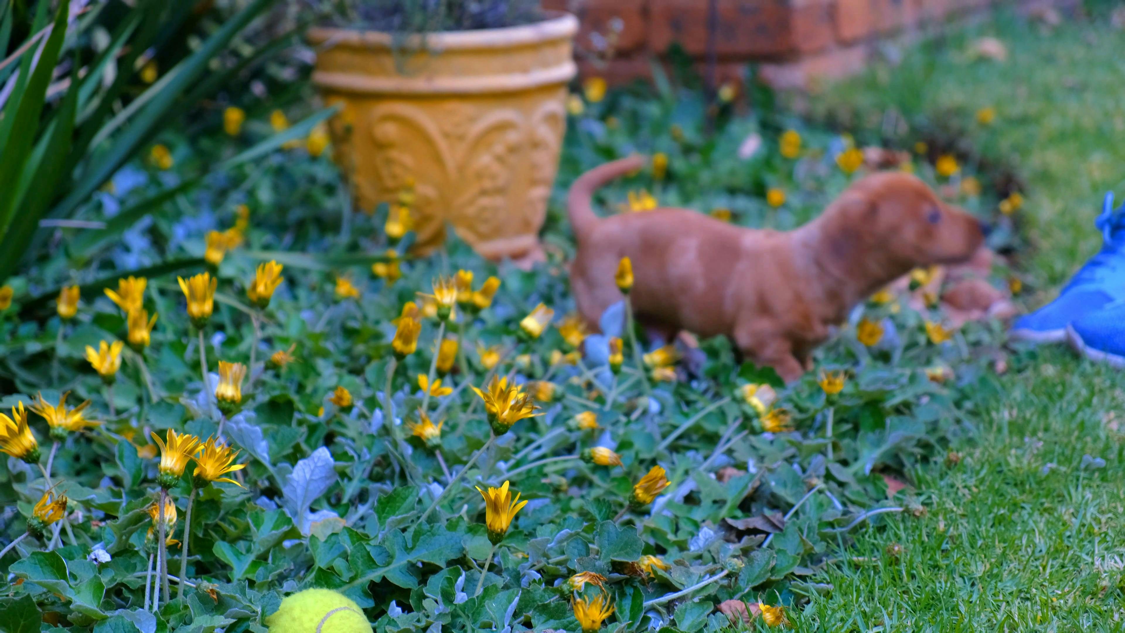 Dog Playing Videos, Download The BEST Free 4k Stock Video Footage & Dog ...