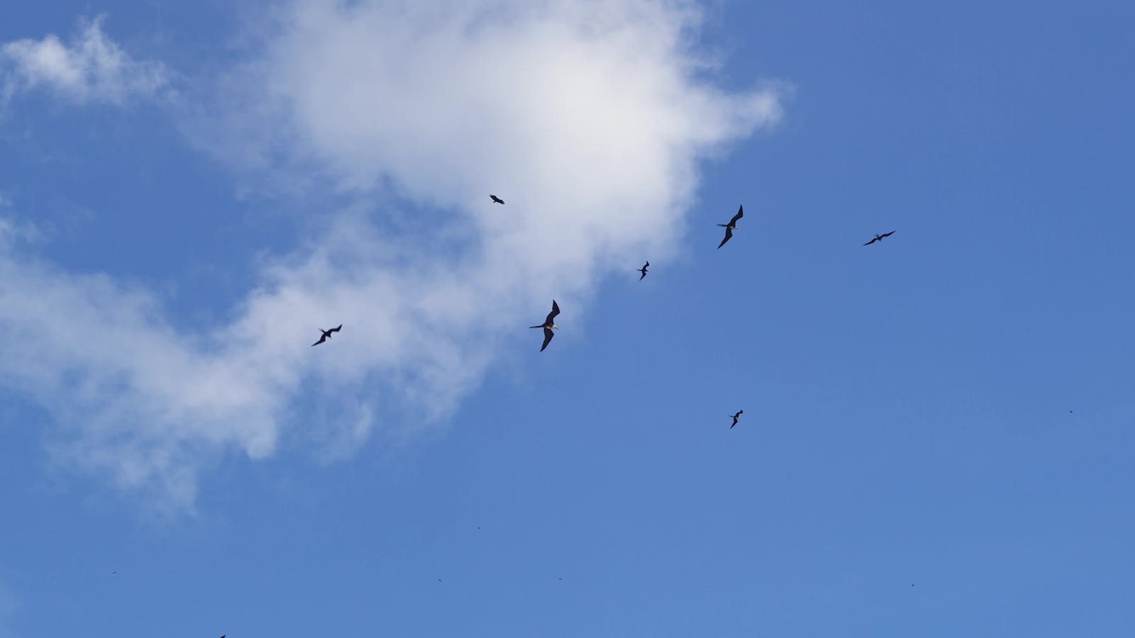 Bird Flying Videos, Download The BEST Free 4k Stock Video Footage ...