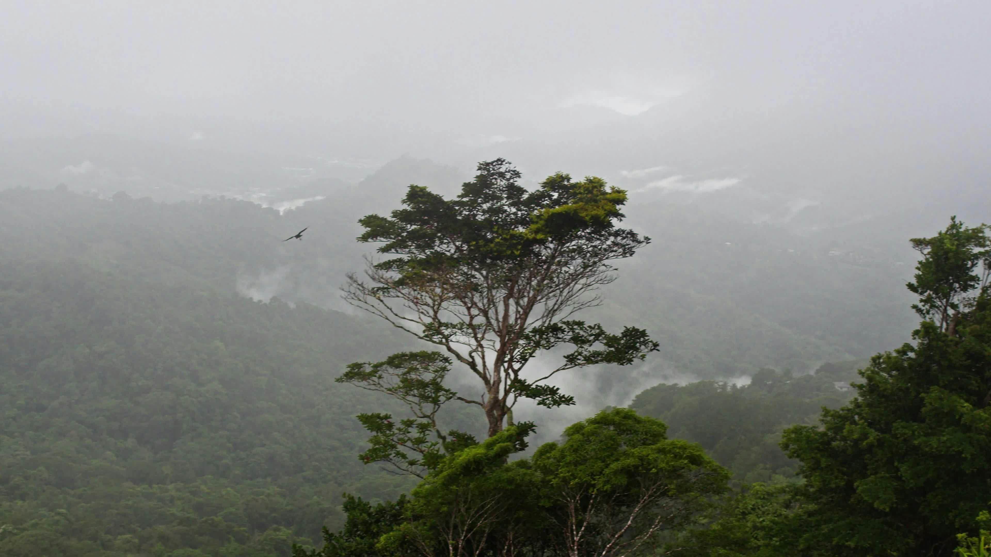 Foggy Caribbean Mountain with Bird Flying Free Stock Video Footage ...
