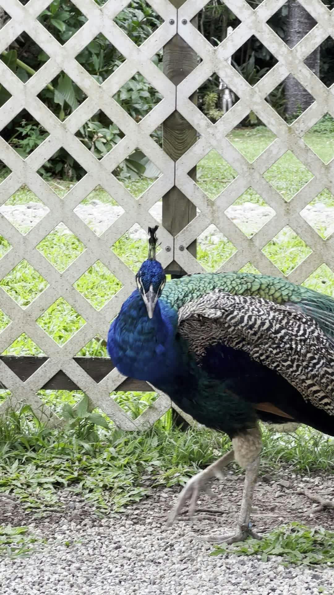 Male Peacock Displaying His Eye-Spotted Tail Free Stock Video Footage ...