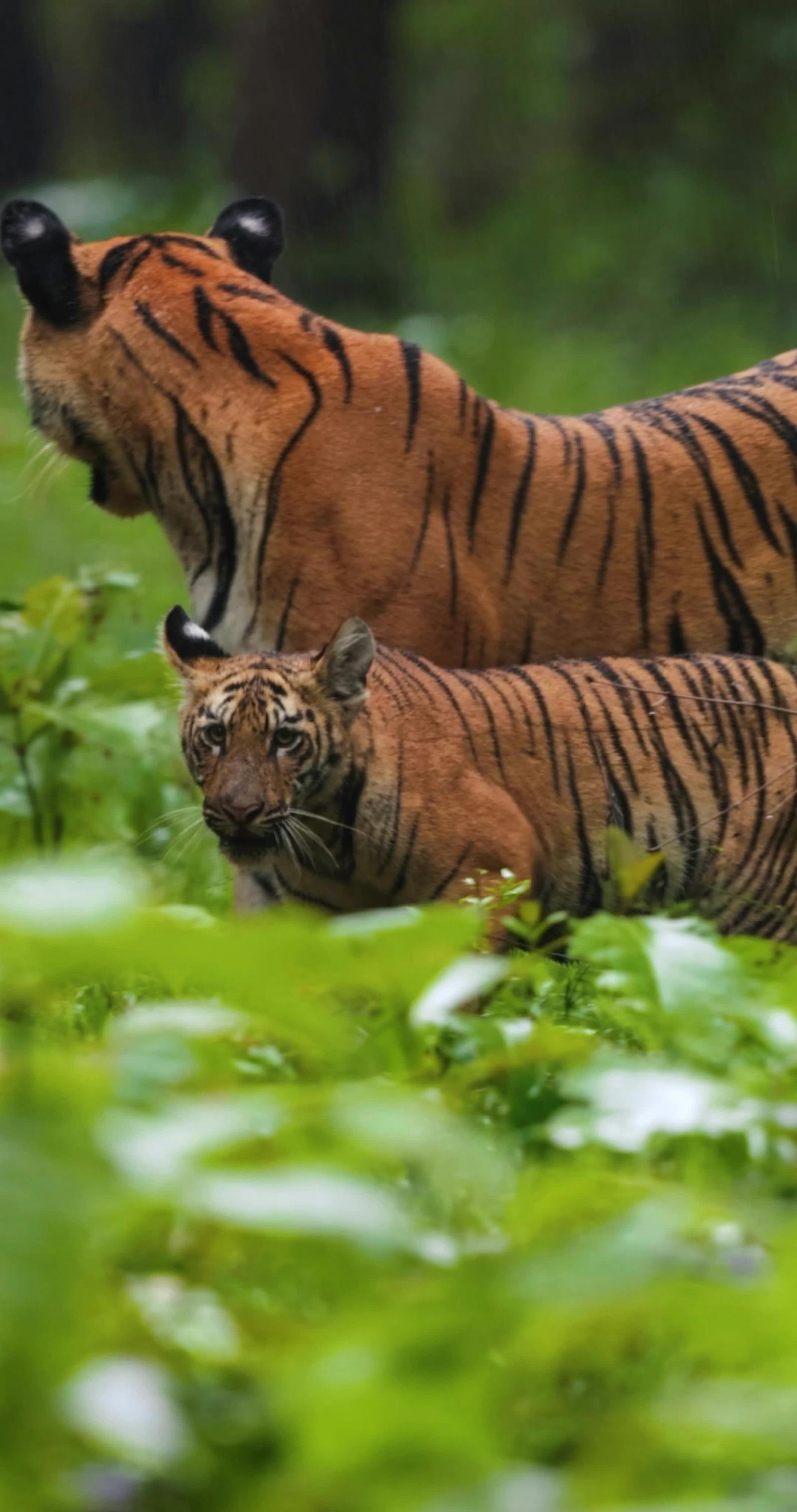 Tiger Video Videos, Download The BEST Free 4k Stock Video Footage ...