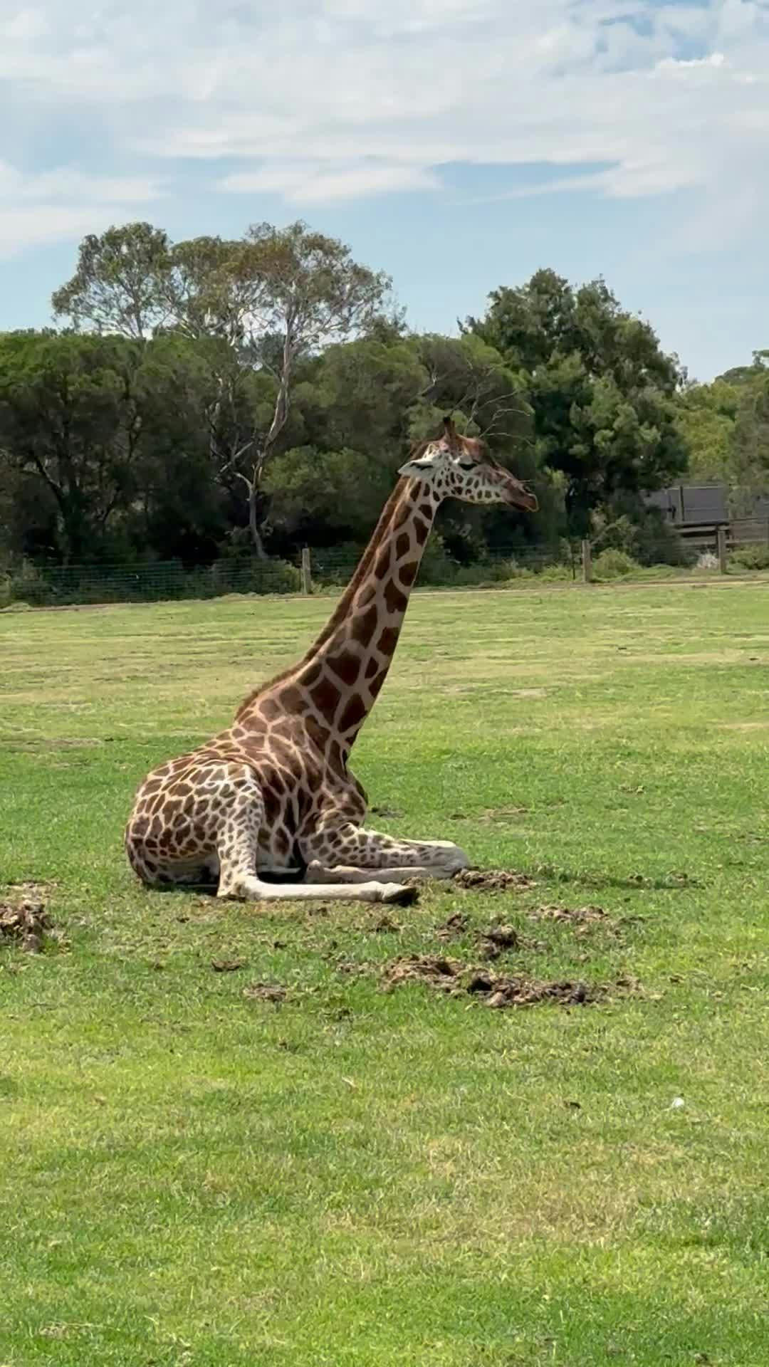 Relaxed Giraffe Sitting in Open Savannah Free Stock Video Footage ...