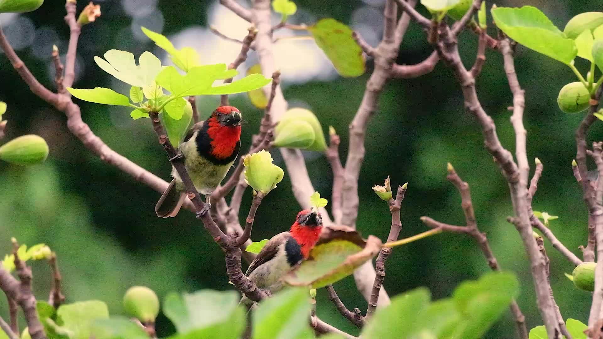 Bird Offer Strassenbahn Videos, Download The BEST Free 4k Stock Video ...