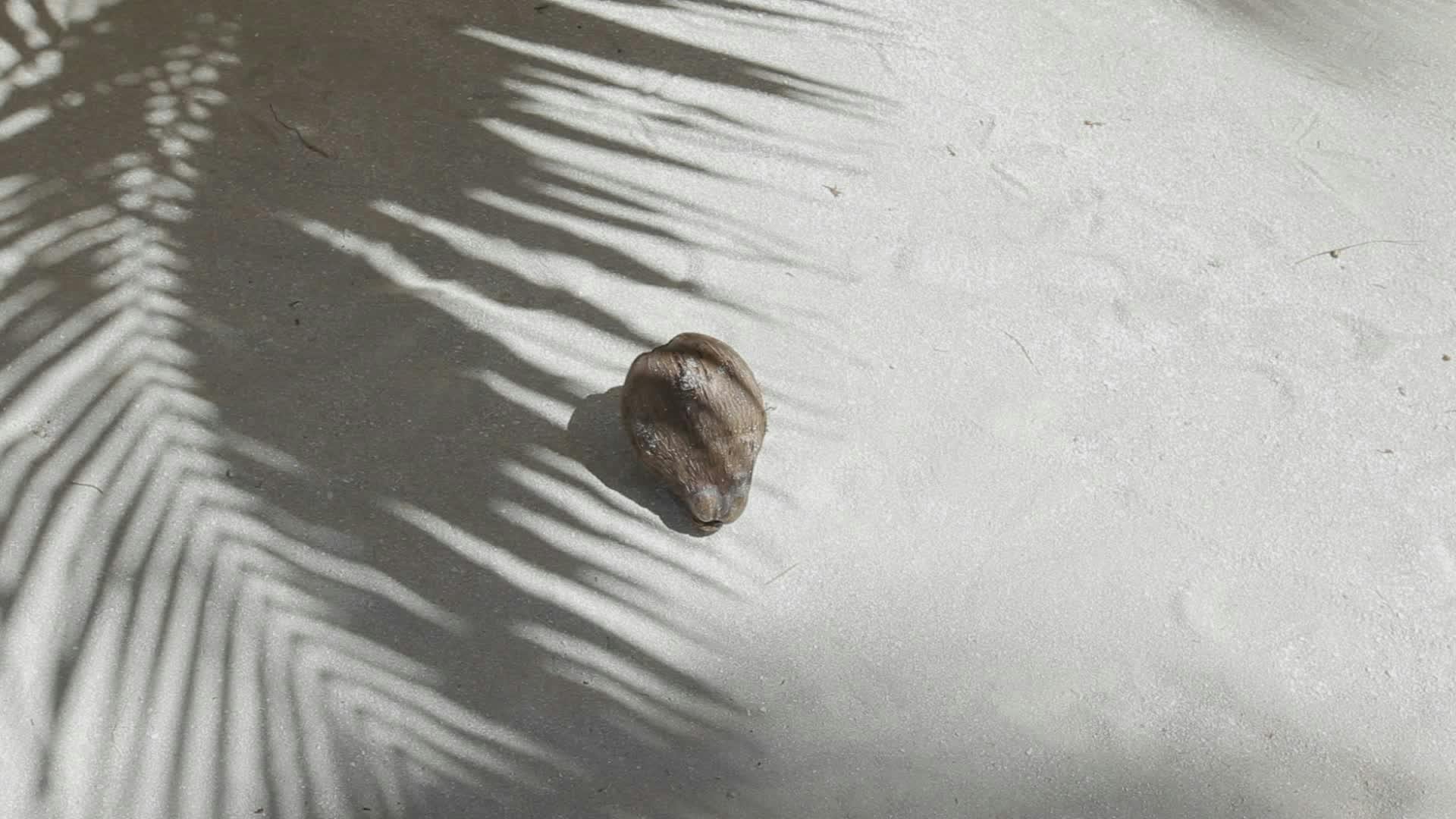 Coconut Doughnuts Videos, Download The BEST Free 4k Stock Video Footage ...