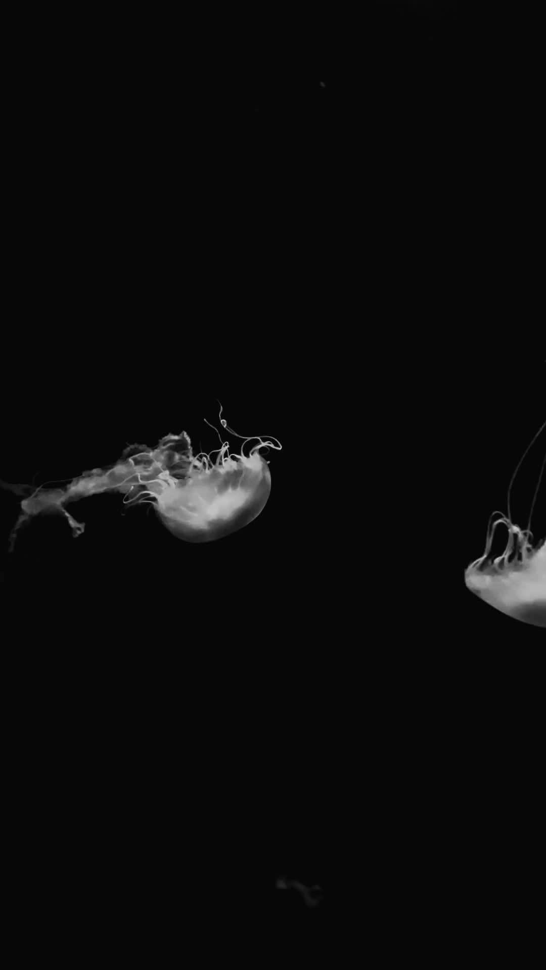 Motherless Underwater Videos Download The Best Free 4k Stock Video Footage And Motherless