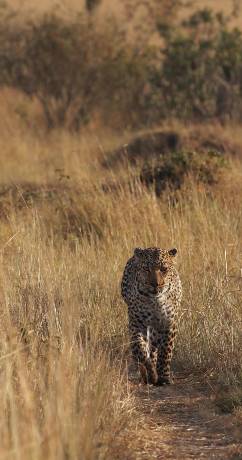 Masai Mara Wildlife Videos, Download The BEST Free 4k Stock Video Footage & Masai Mara Wildlife ...