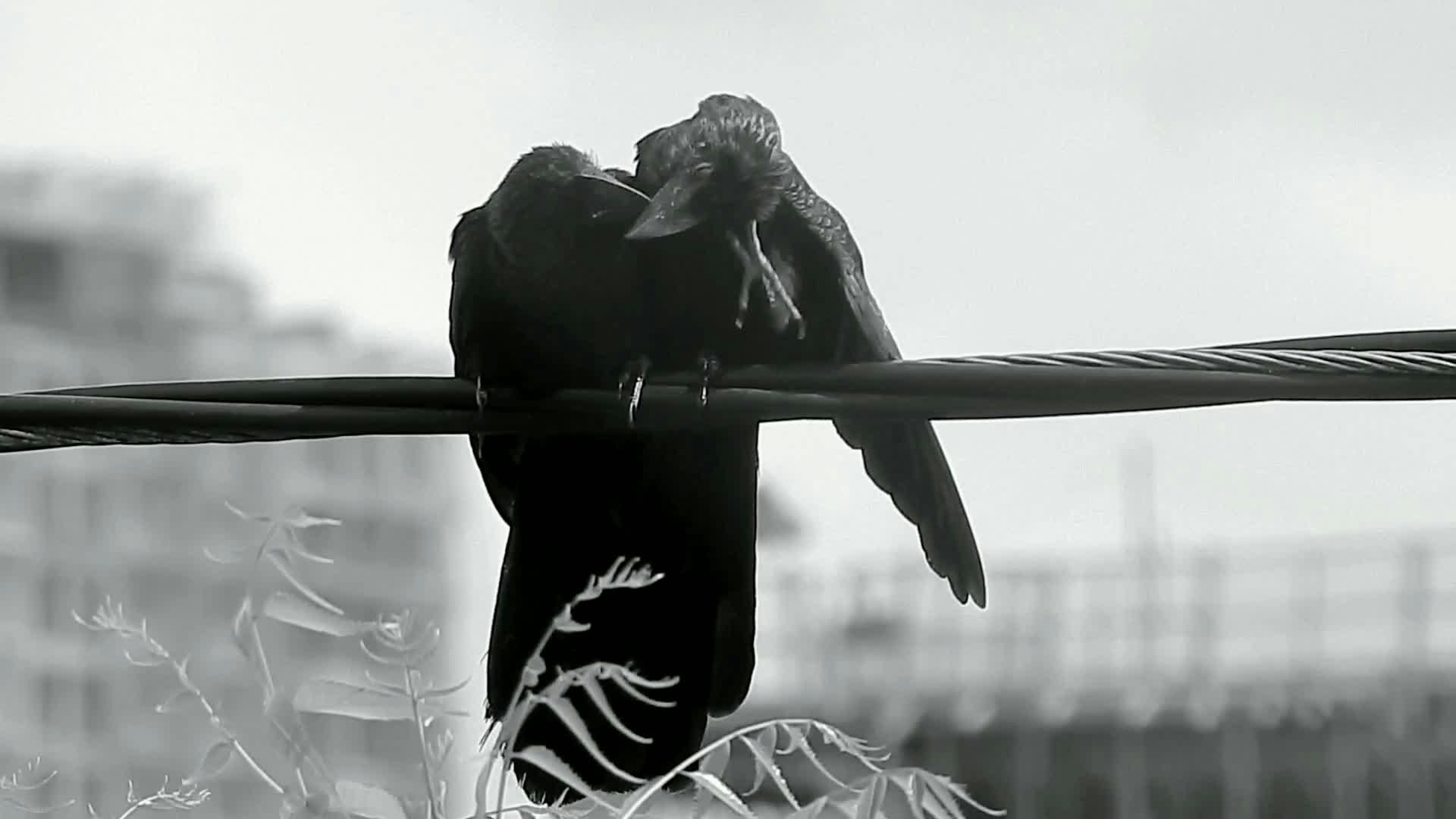 Crows Cuddling on a Cable in Urban Setting Free Stock Video Footage ...